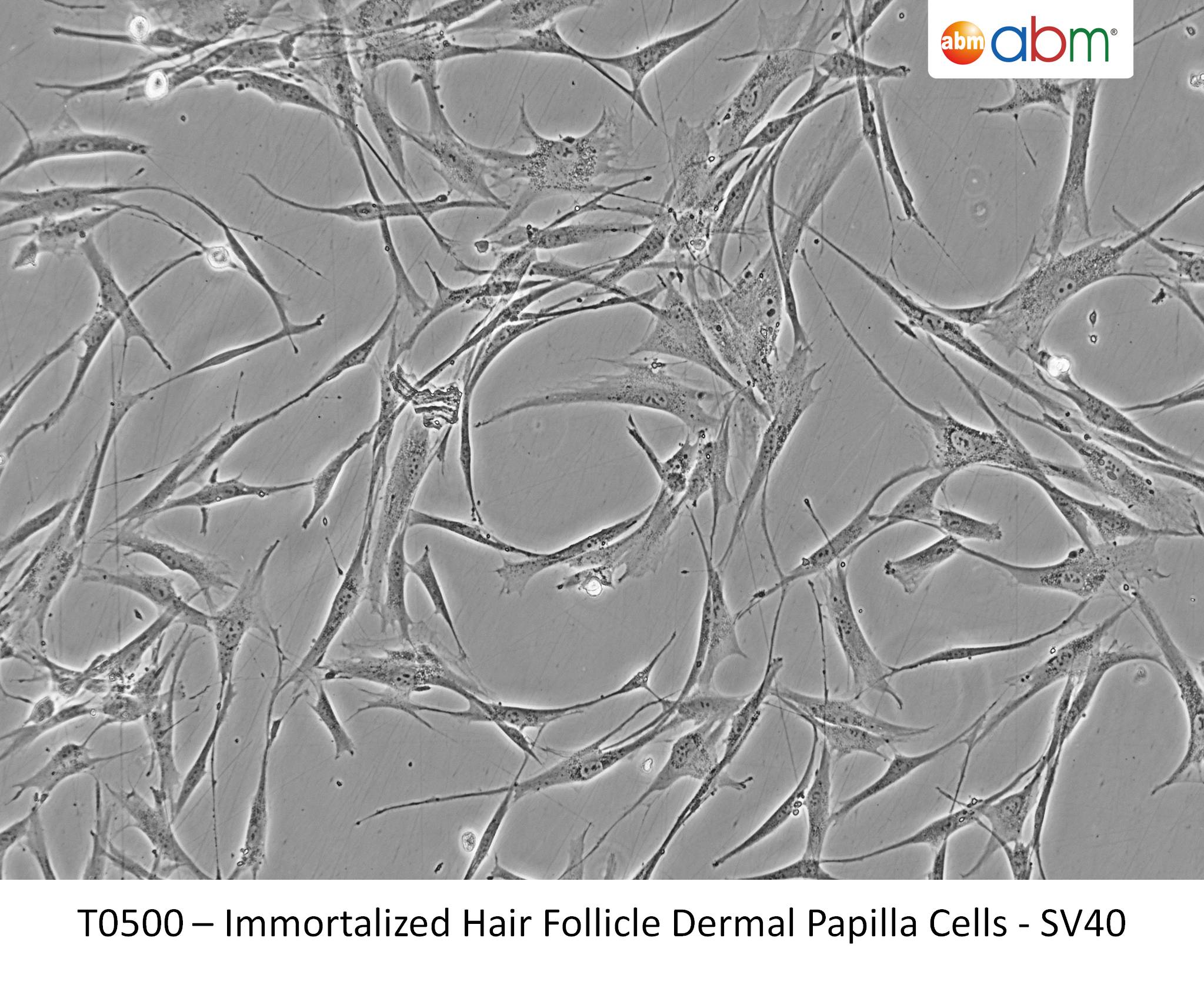 Dermal Papilla Cells (DPCs) | Applied Biological Materials Inc.