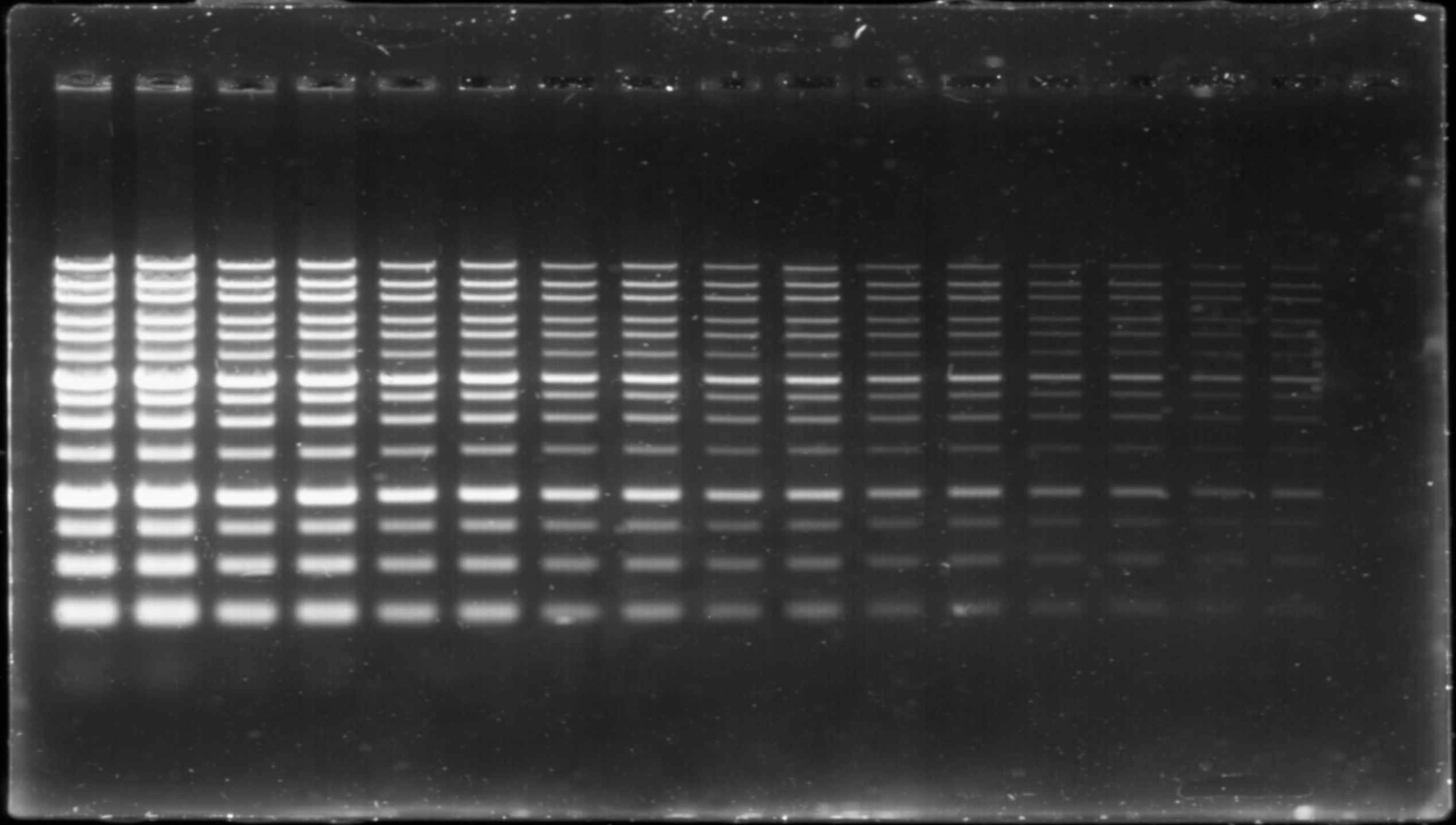 Gel Documentation | Applied Biological Materials Inc | Applied ...