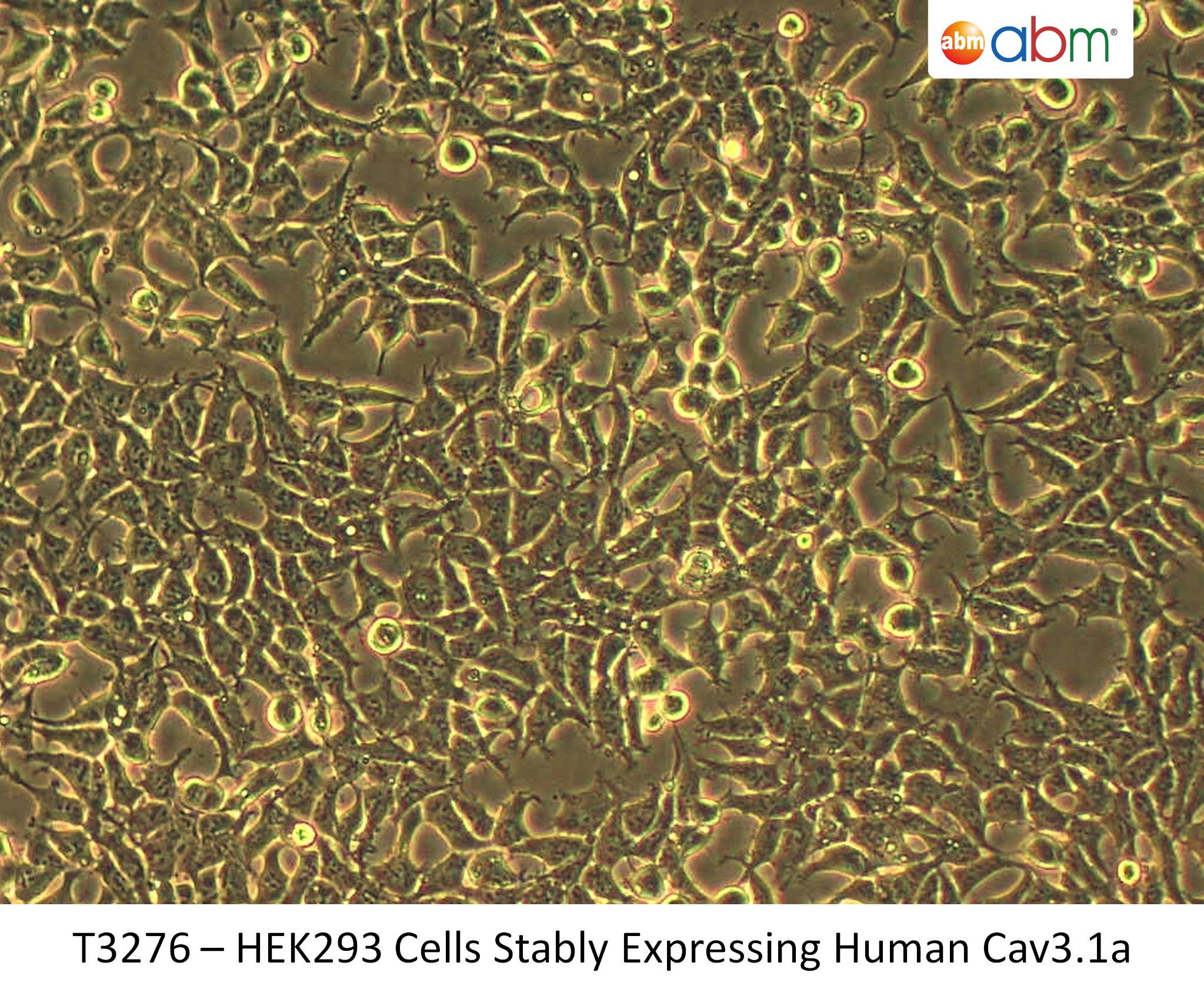 HEK293 Cells Stably Expressing Human Cav3.1a | Applied Biological ...