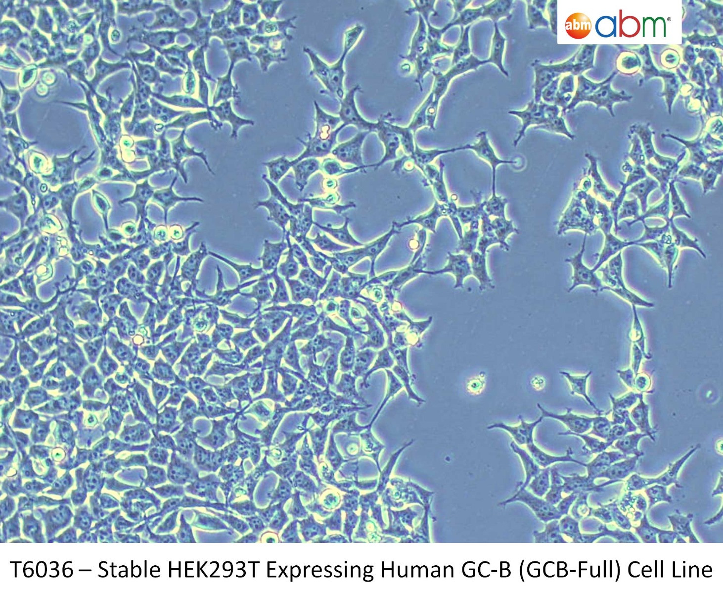 Stable HEK293T Expressing Human GC-B (GCB-Full) Cell Line | Applied ...