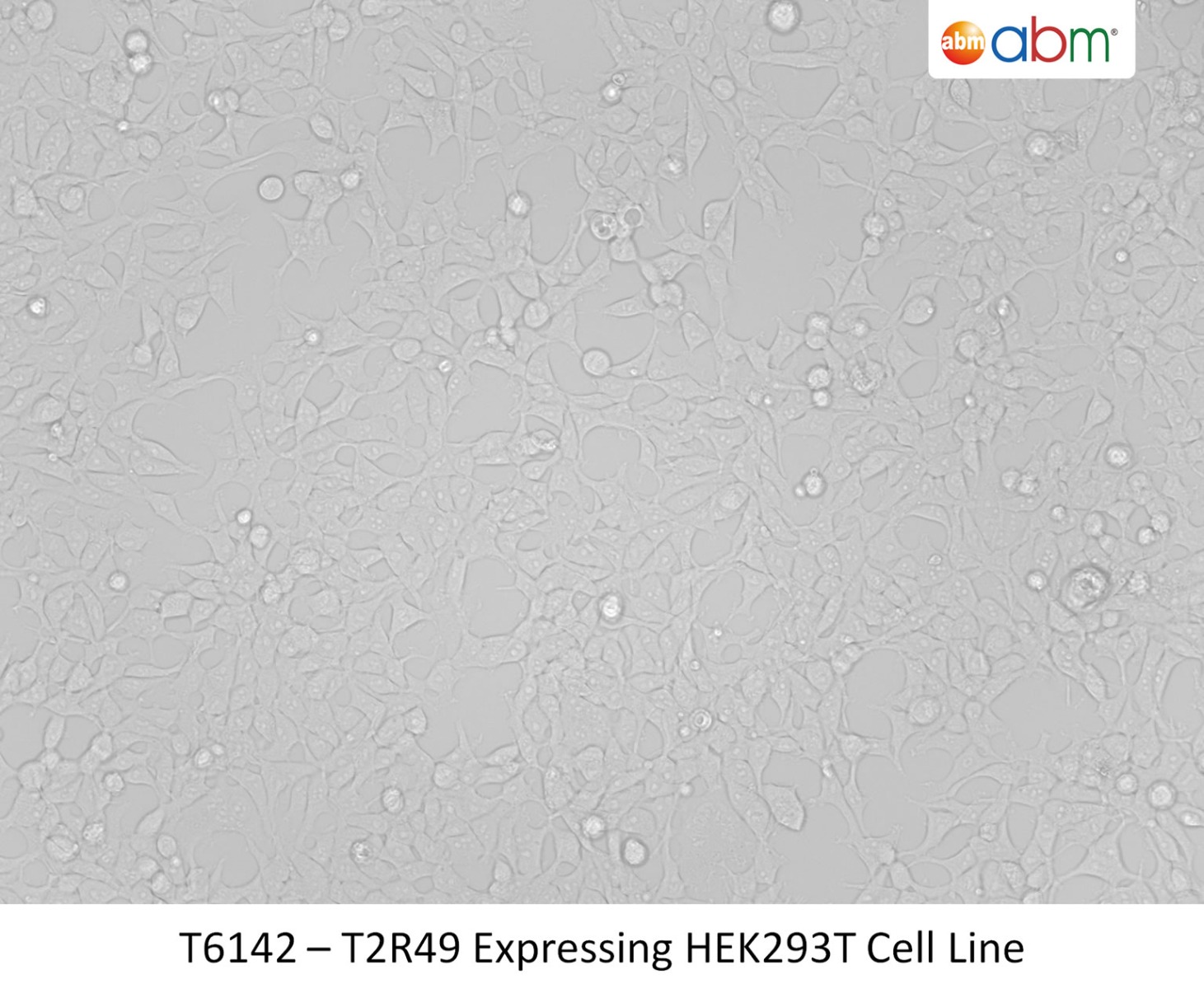 T2R49 Expressing HEK293T Cell Line | Applied Biological Materials Inc.