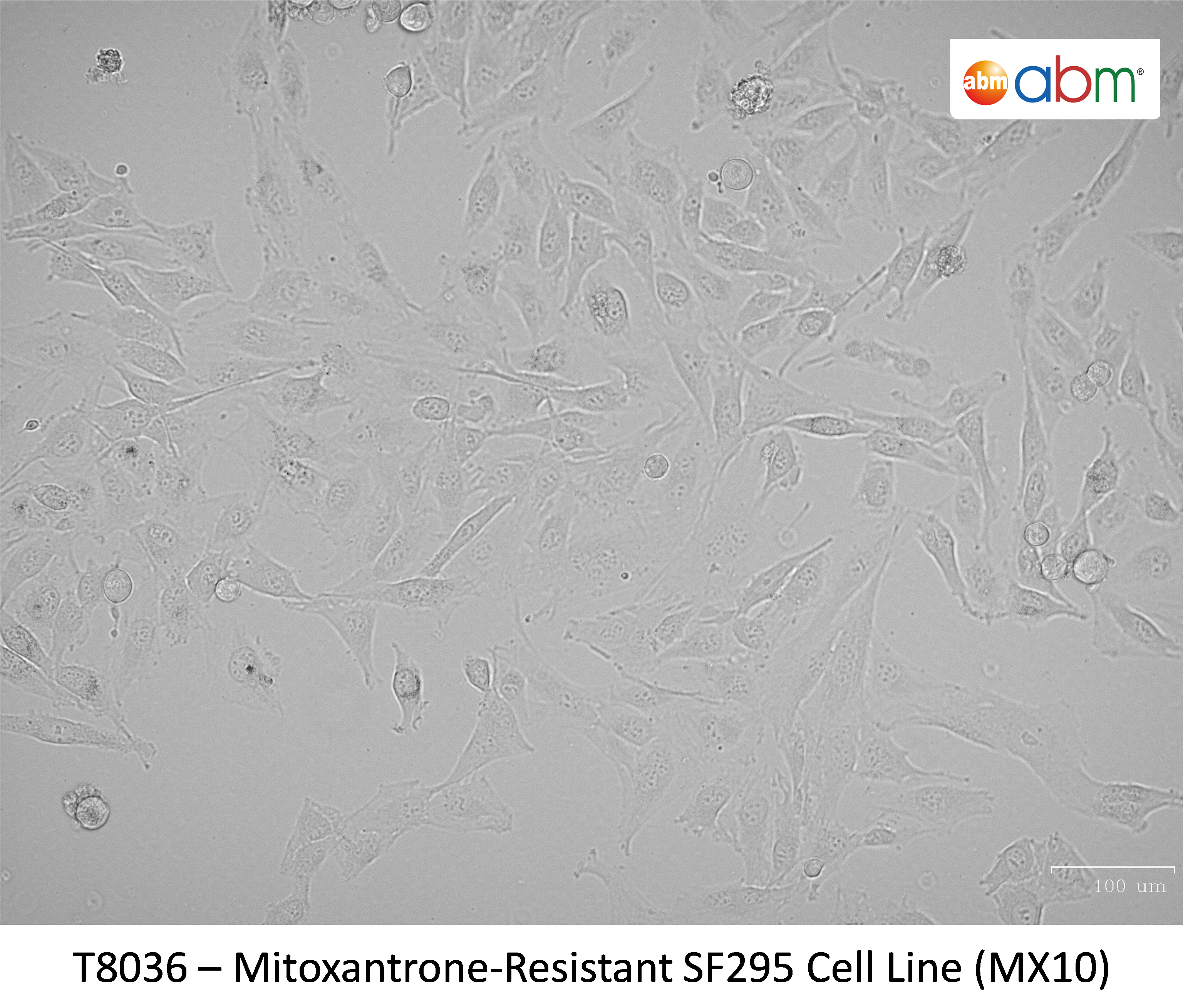 Mitoxantrone-Resistant SF295 Cell Line (MX10) | Applied Biological ...