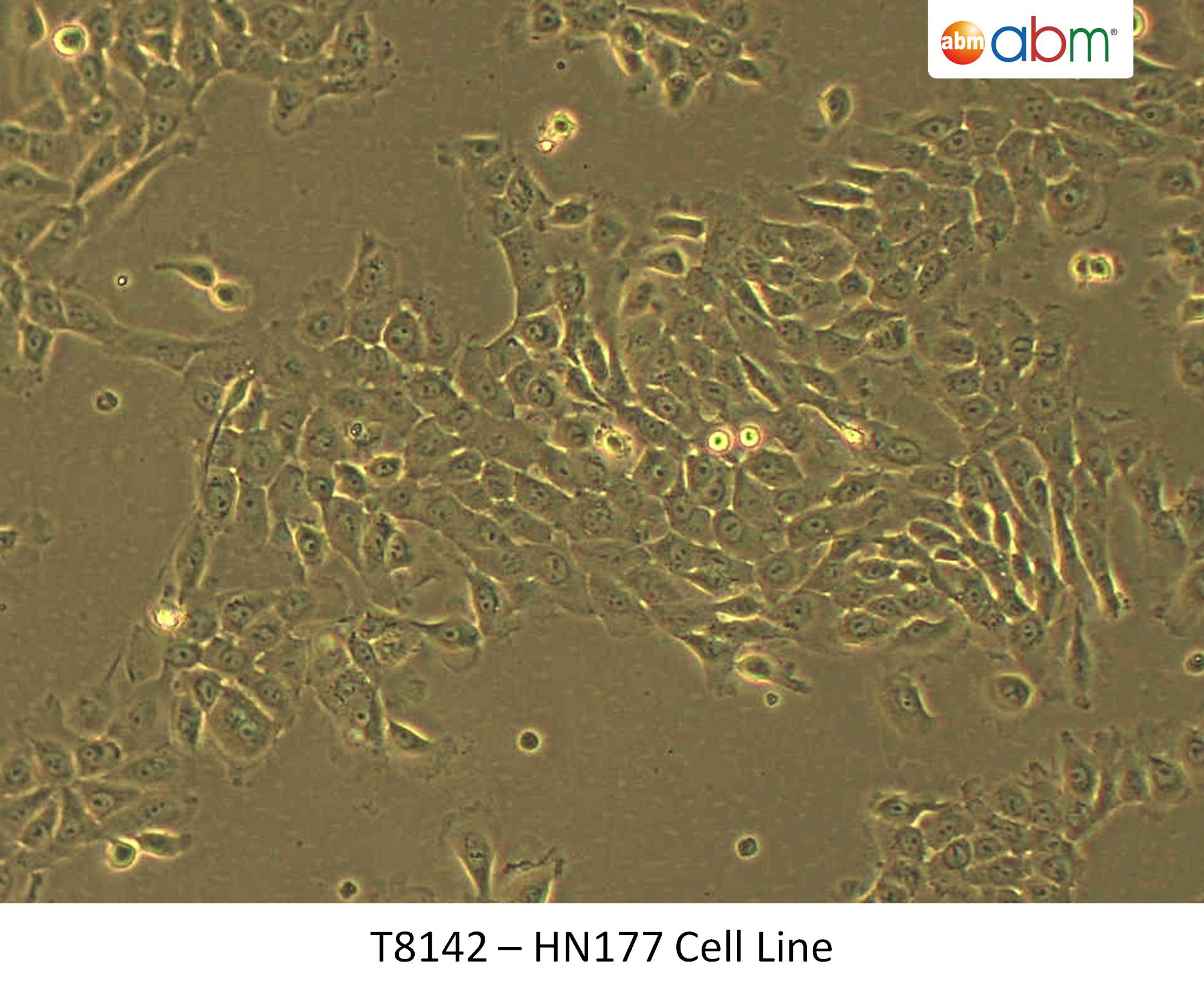 HN177 Cell Line | Applied Biological Materials Inc.
