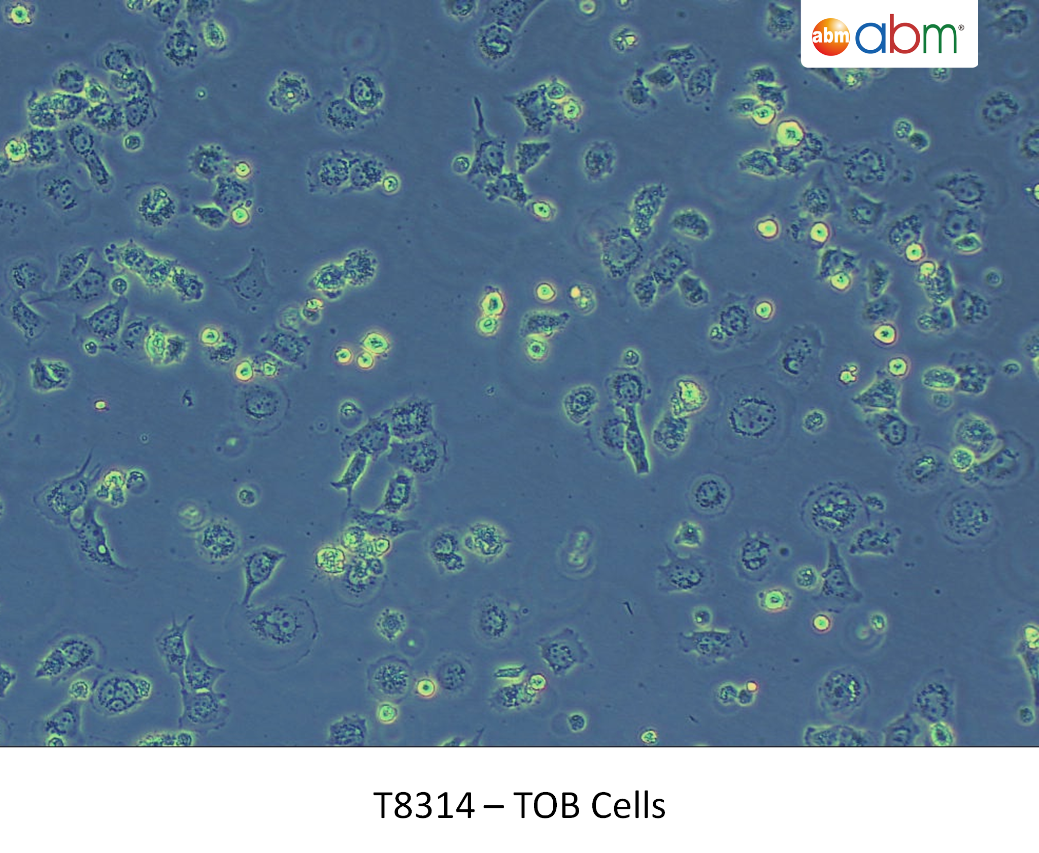 TOB Cells | Applied Biological Materials Inc.
