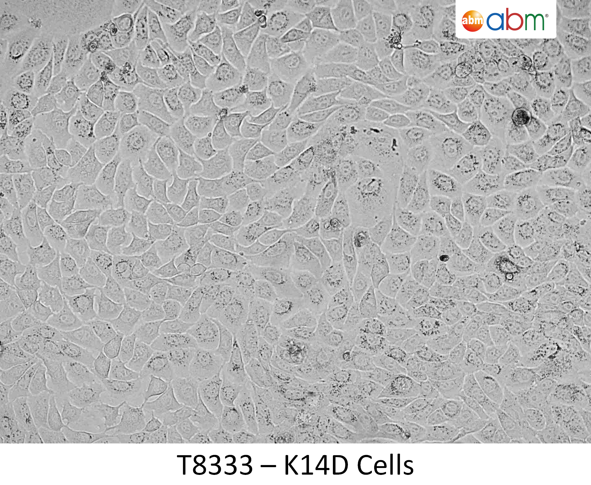 K14D Cells | Applied Biological Materials Inc.