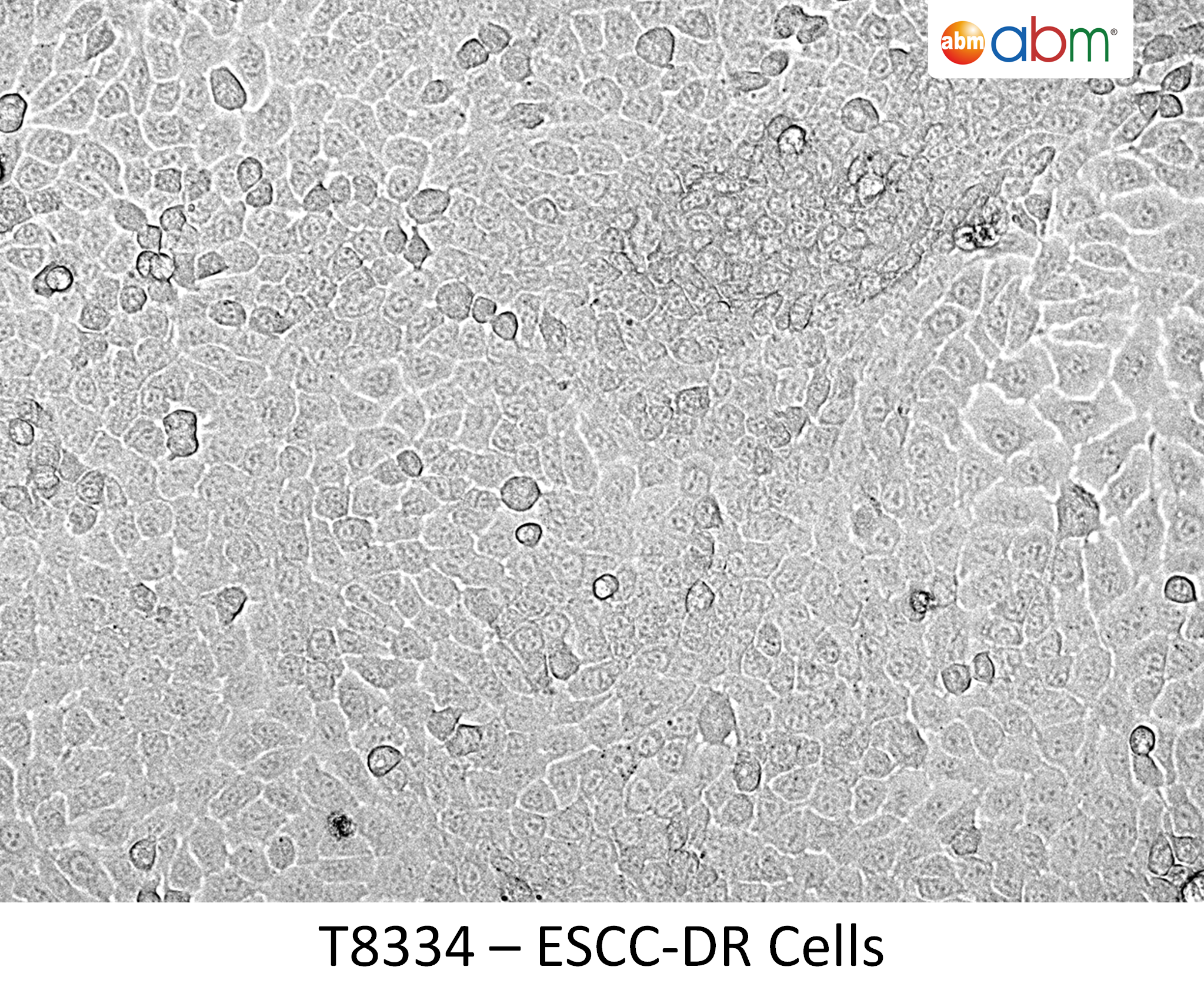 ESCC-DR Cells | Applied Biological Materials Inc.