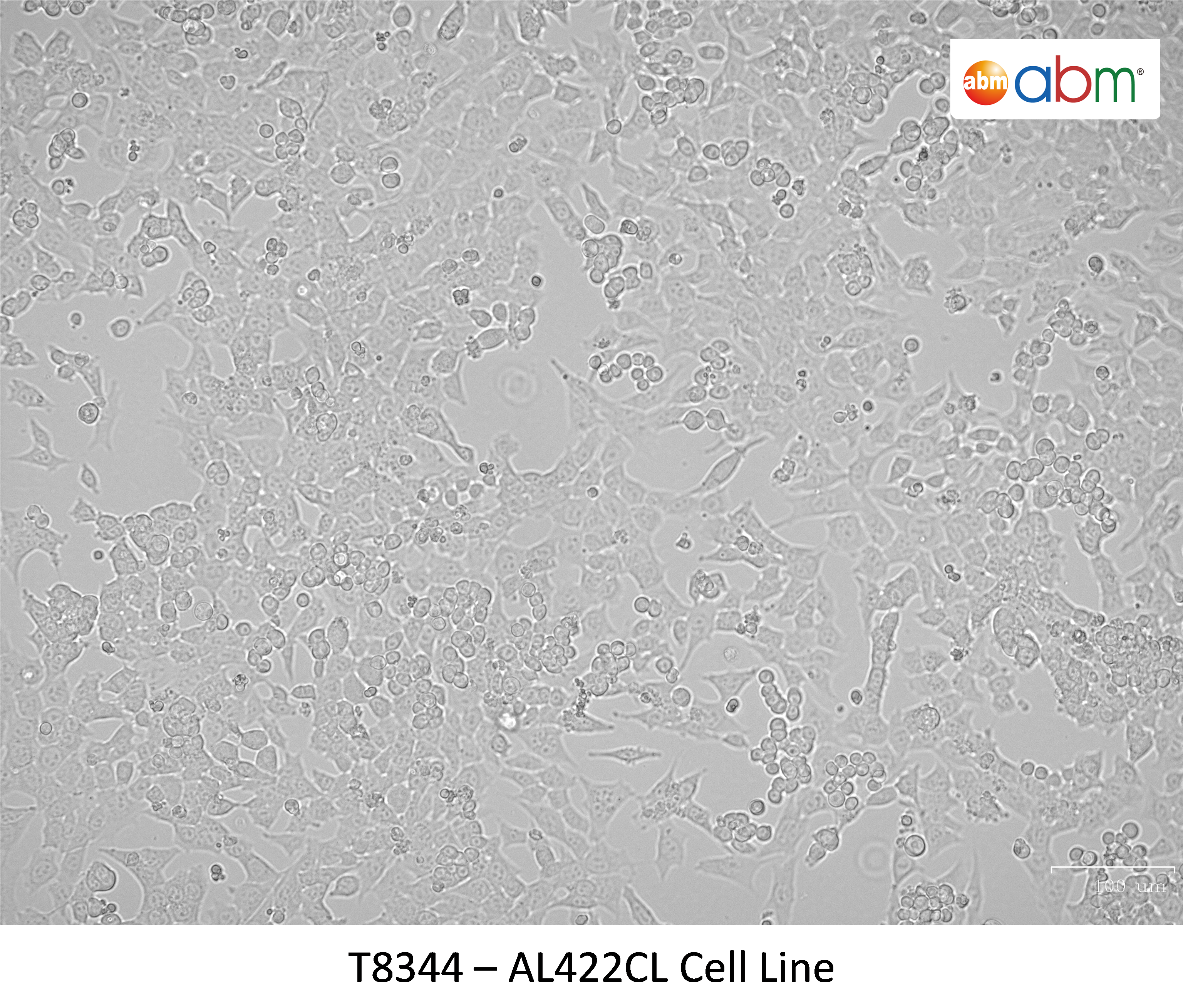 AL422CL Cells | Applied Biological Materials Inc.