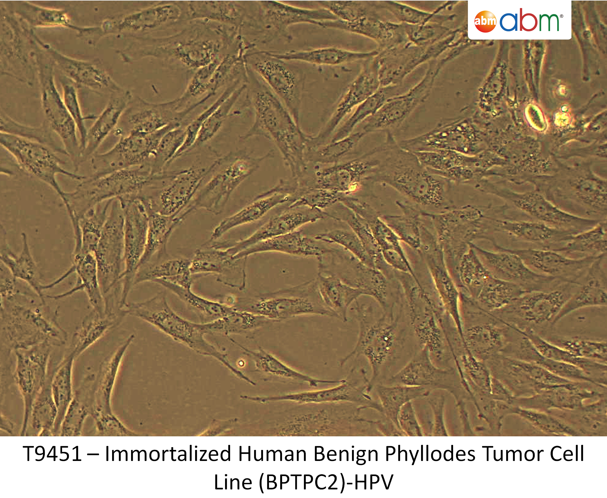Immortalized Cells | Applied Biological Materials Inc.