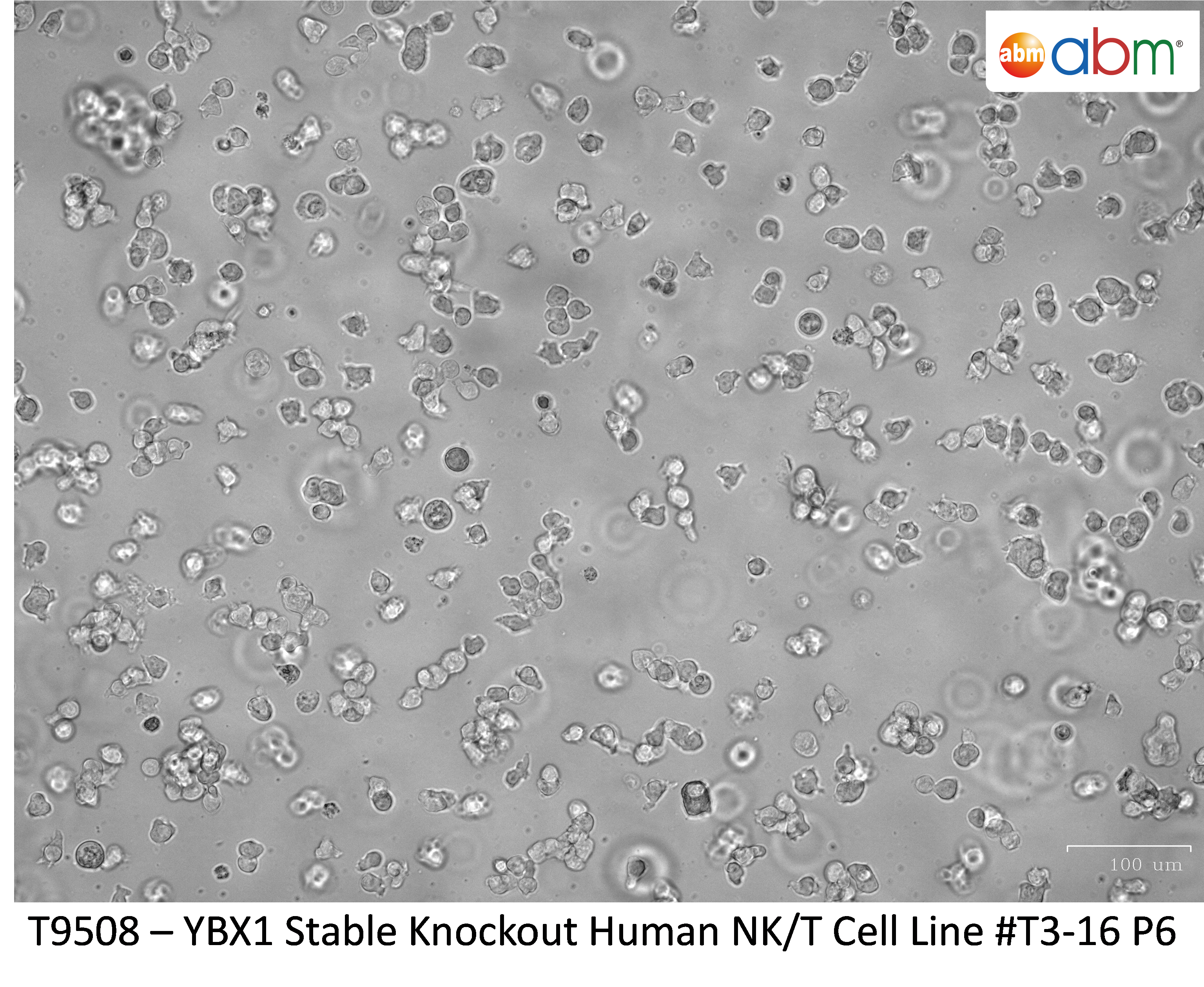 YBX1 Stable Knockout Human NK/T Cell Line #T3-16 P6 | Applied ...