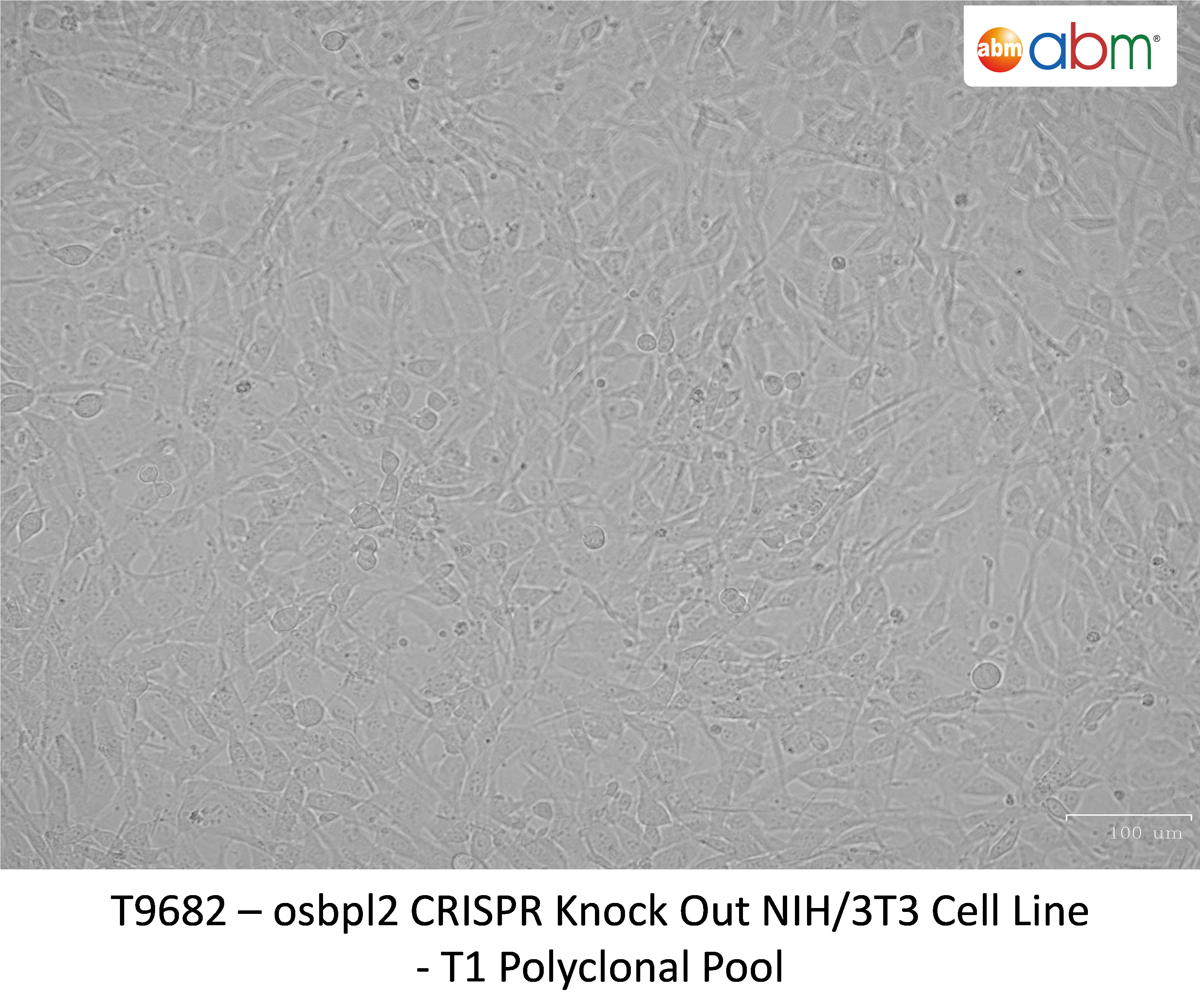 osbpl2 CRISPR Knock Out NIH/3T3 Cell Line - T1 Polyclonal Pool ...