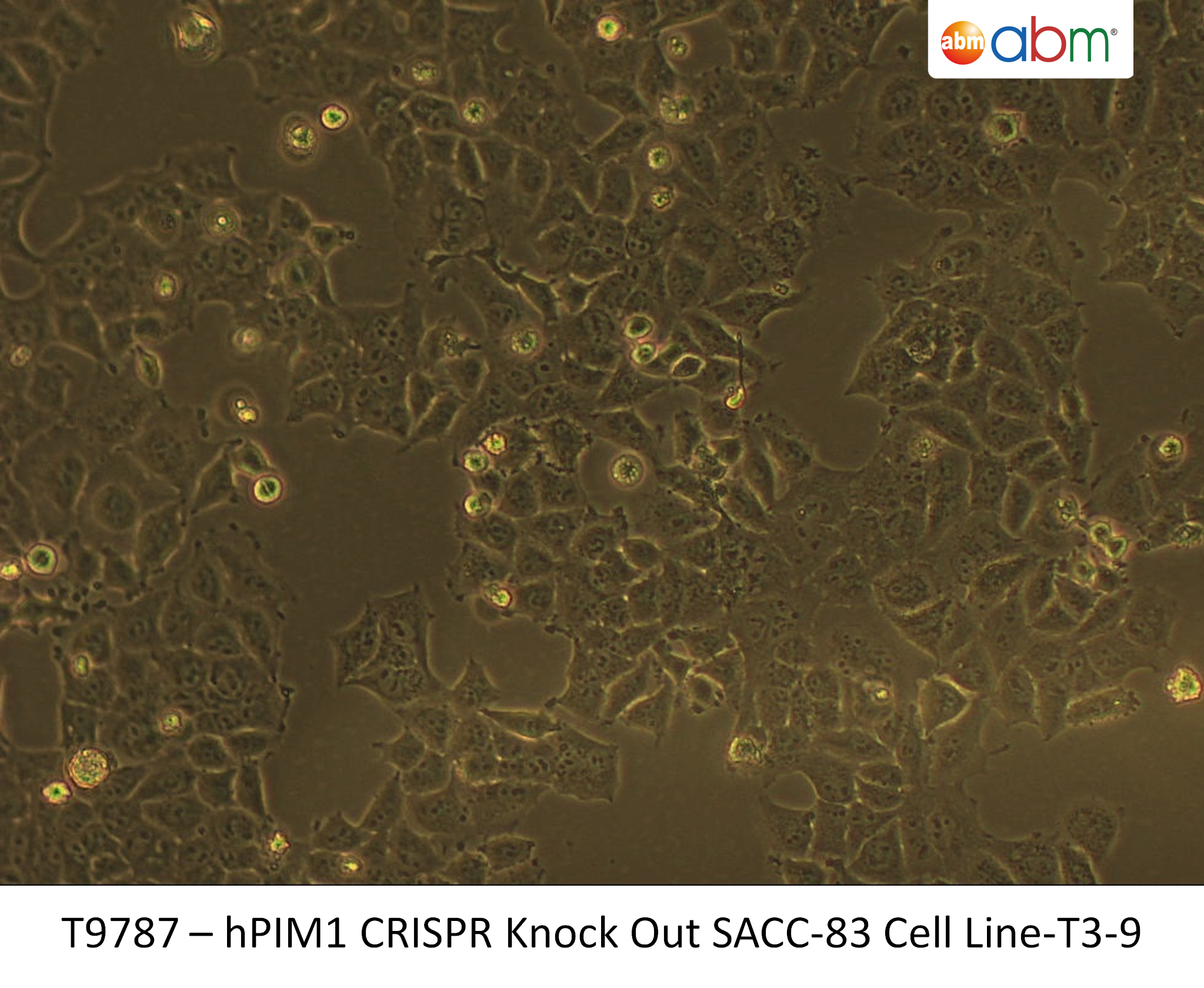 hPIM1 CRISPR Knock Out SACC-83 Cell Line-T3-9 | Applied Biological ...