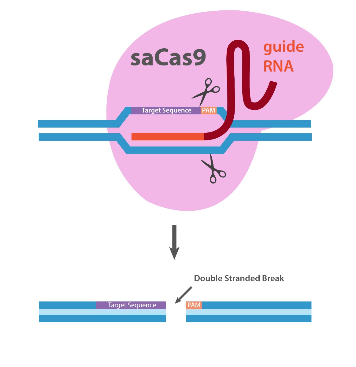 saCas9 Nuclease NLS Protein (Lyophilized) | Applied Biological ...
