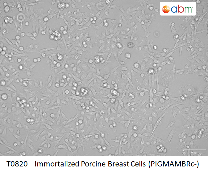 Immortalized Porcine Breast Cells (PIGMAMBRc-) | Applied Biological ...