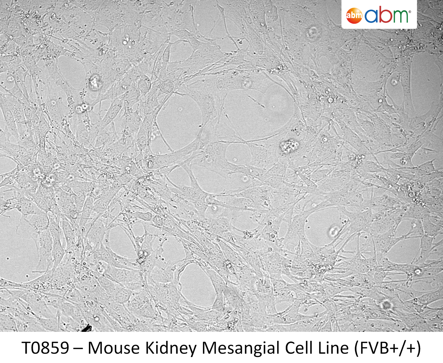 Mouse Kidney Mesangial Cell Line (FVB+/+) | Applied Biological ...