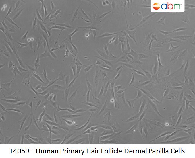 Human Primary Hair Follicle Dermal Papilla Cells | Applied Biological ...