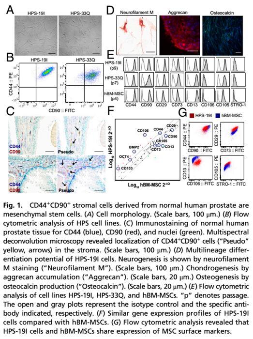Human Primary Prostate Stromal Mesenchymal Stem Cells (HPS-19I ...