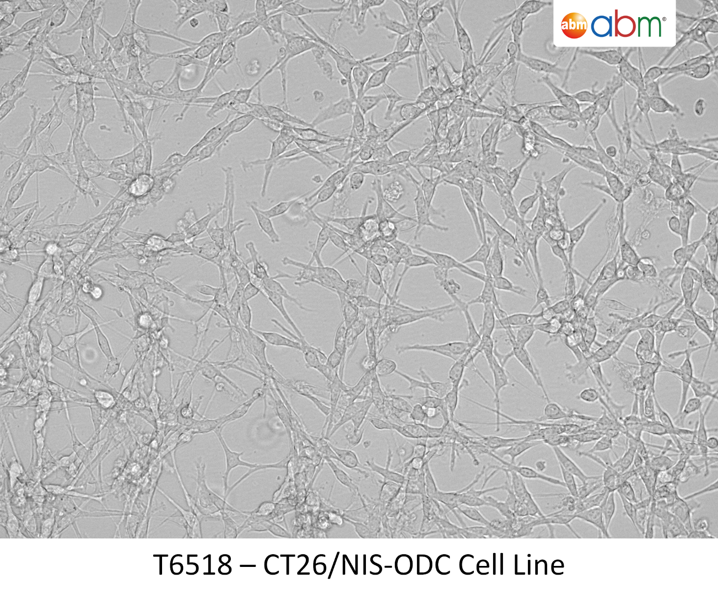 CT26/NIS-ODC Cell Line | Applied Biological Materials Inc.