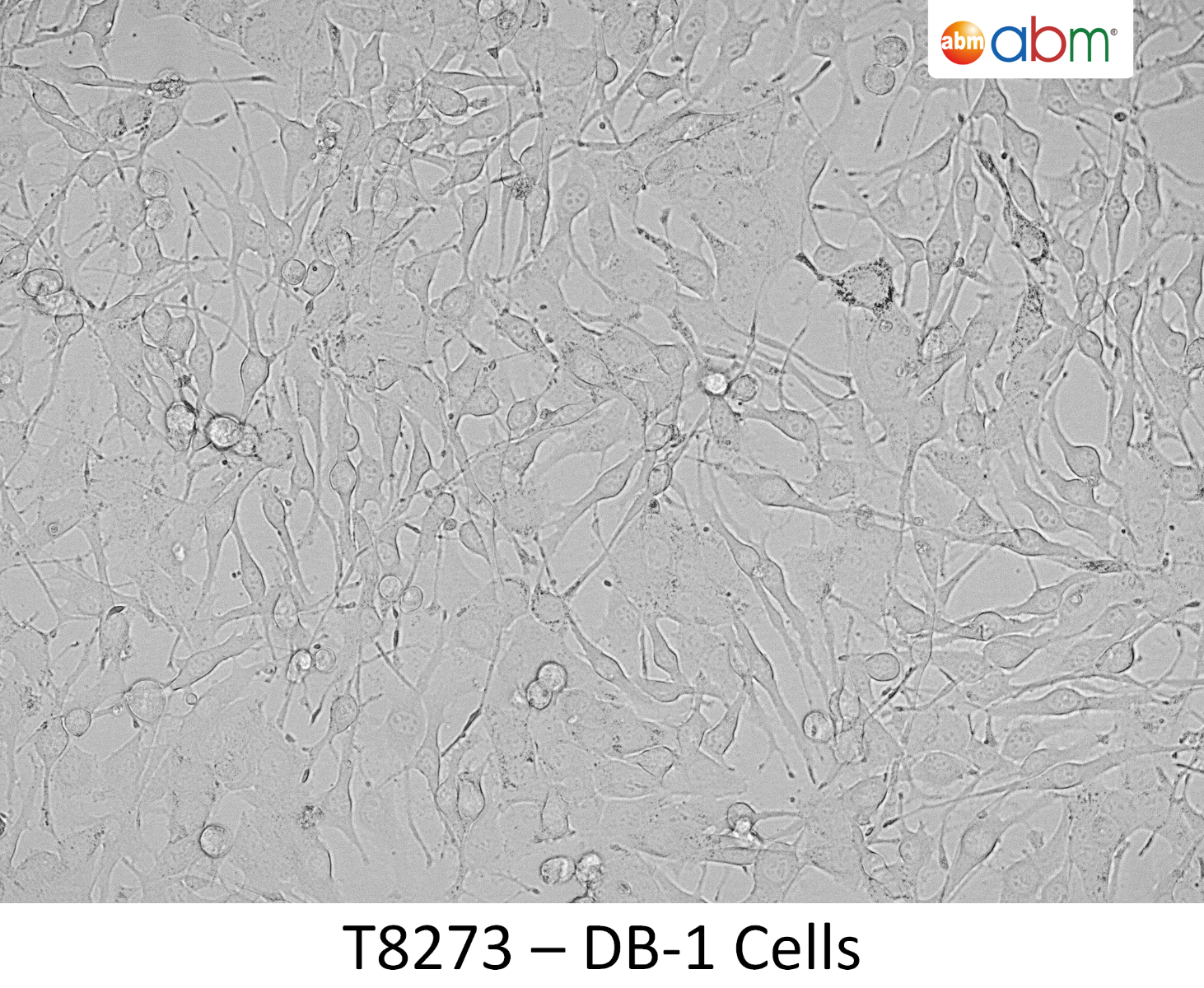 DB-1 Cells | Applied Biological Materials Inc.