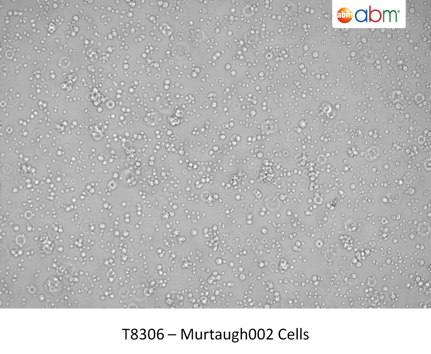 Murtaugh002 Cells | Applied Biological Materials Inc.