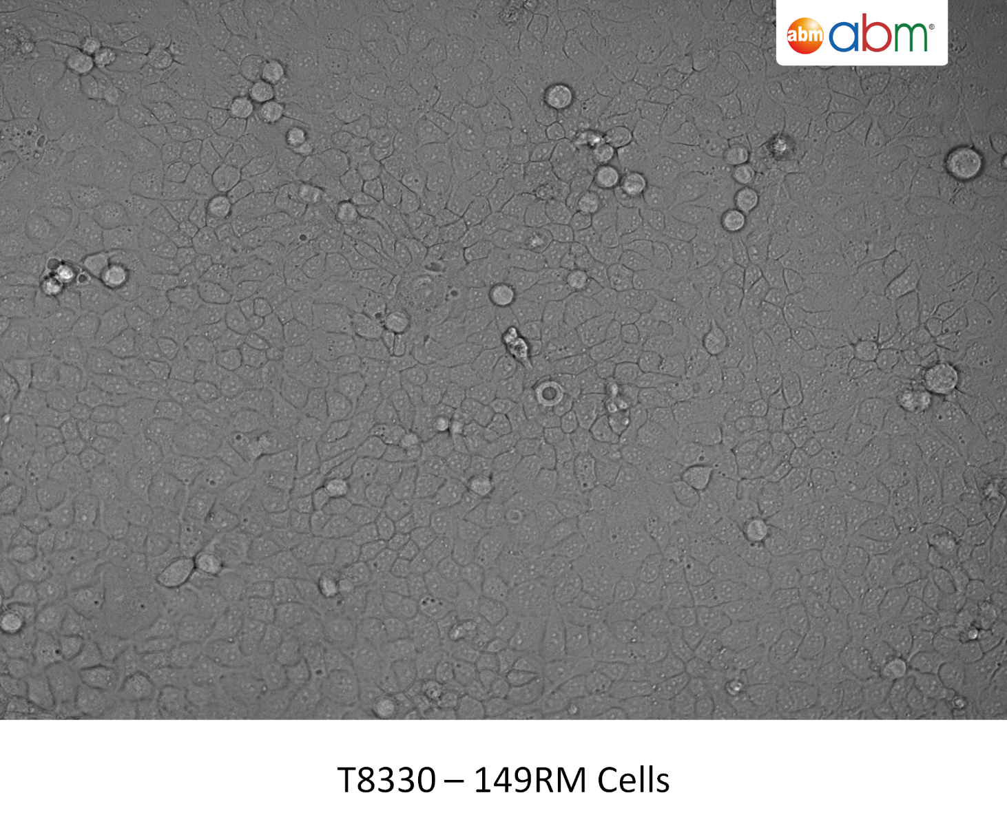 149RM Cells | Applied Biological Materials Inc.