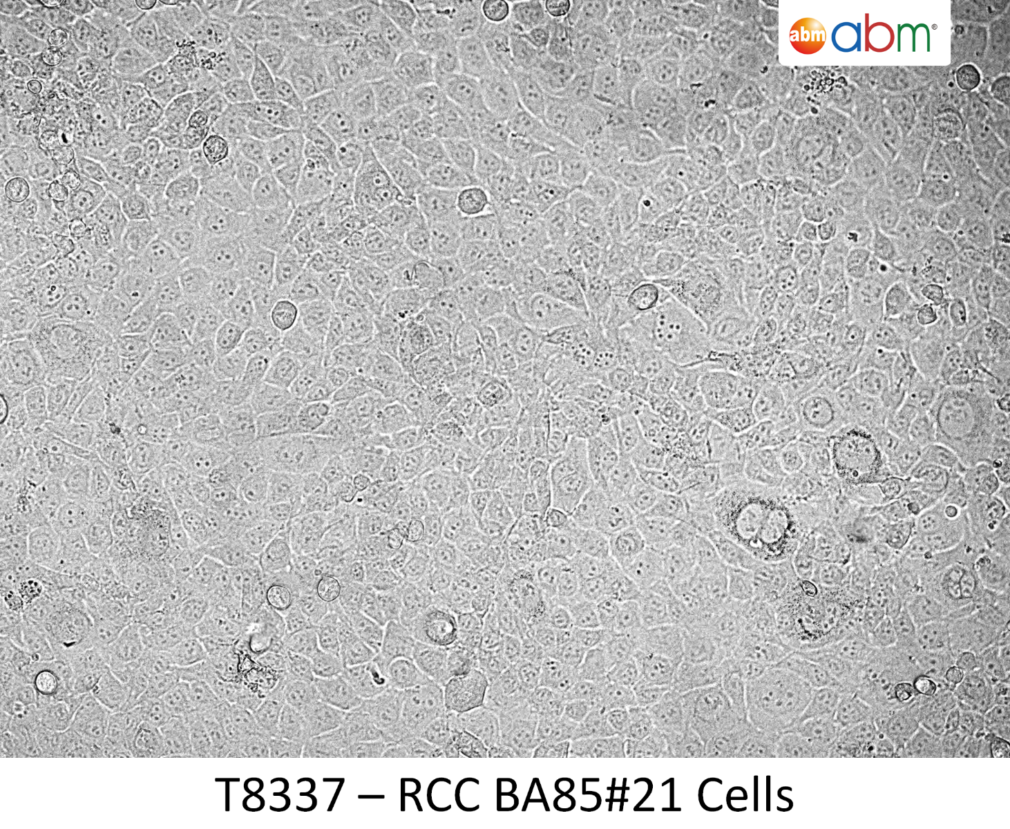 RCC BA85#21 Cells | Applied Biological Materials Inc.
