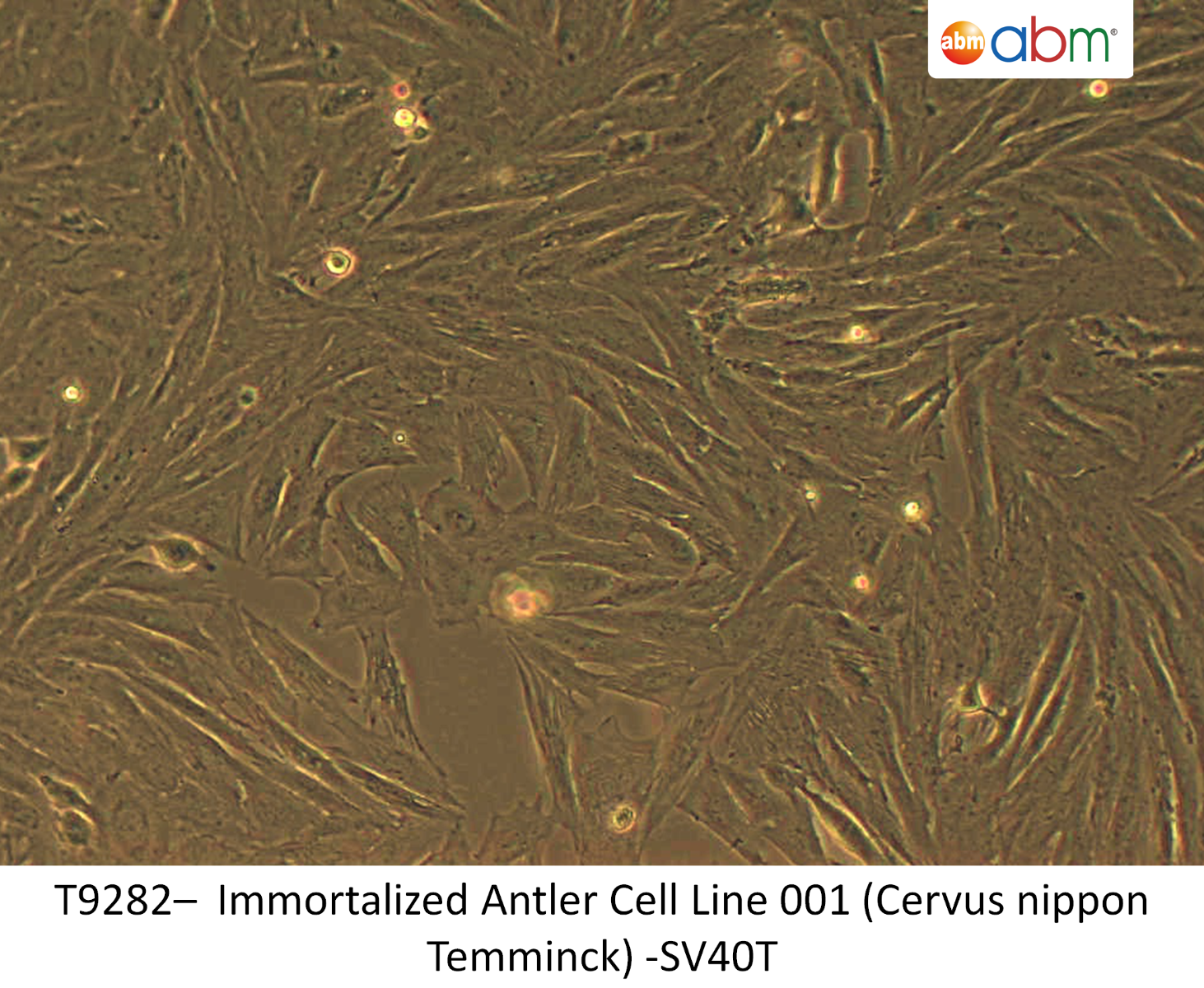 Immortalized Cells | Applied Biological Materials Inc.