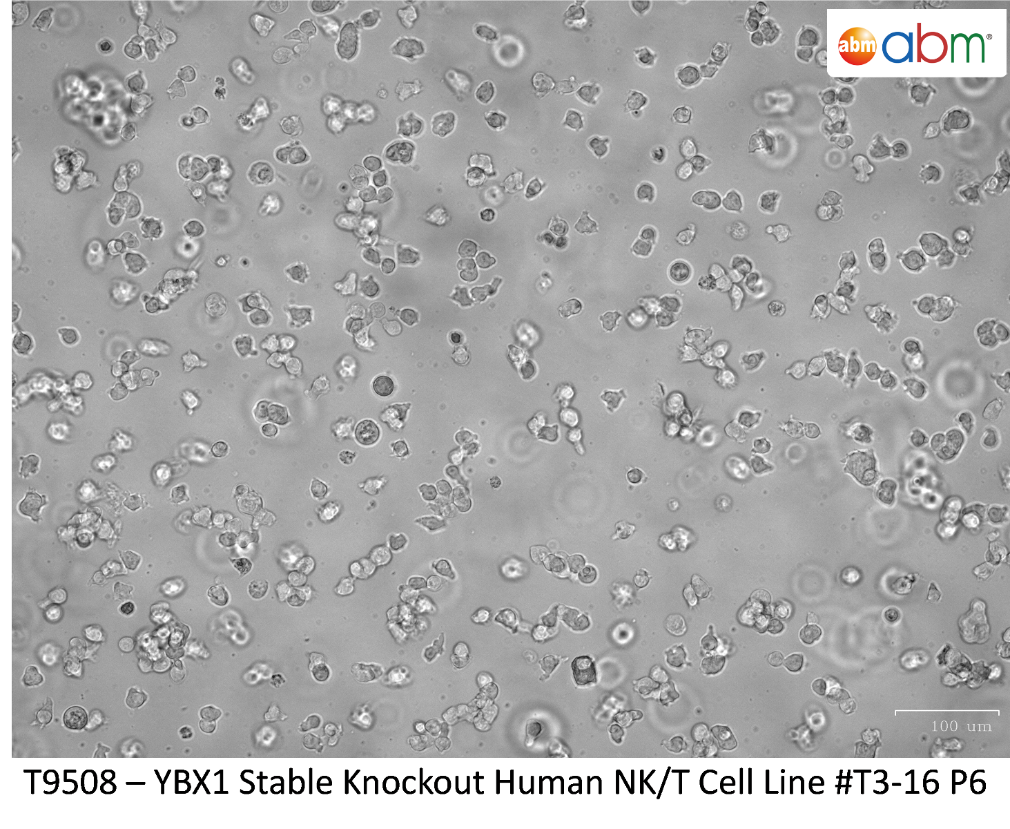 YBX1 Stable Knockout Human NK/T Cell Line #T3-16 P6 | Applied ...
