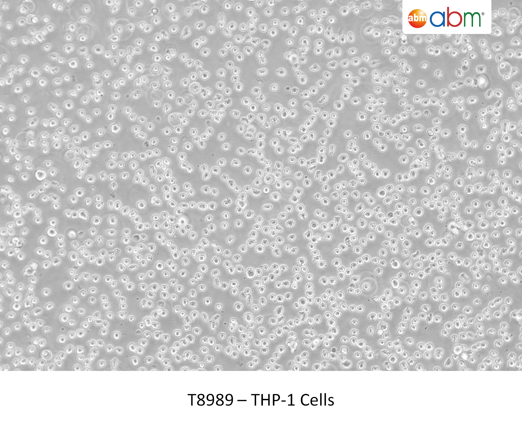 THP-1 Cells | Applied Biological Materials Inc.
