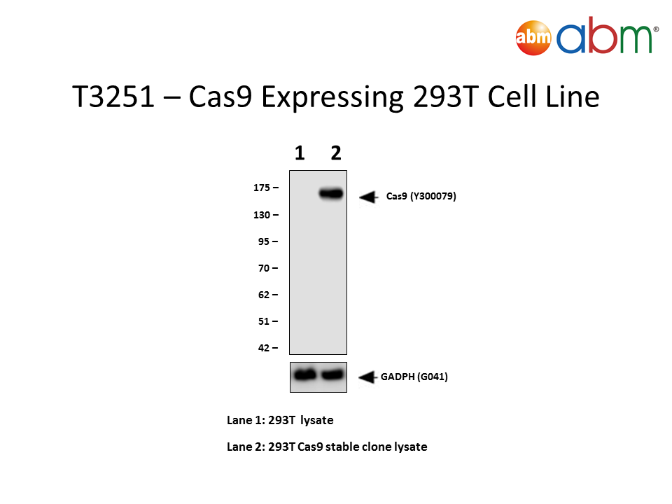 Cas9 Expressing 293T Cell Line | abm | Applied Biological Materials Inc.