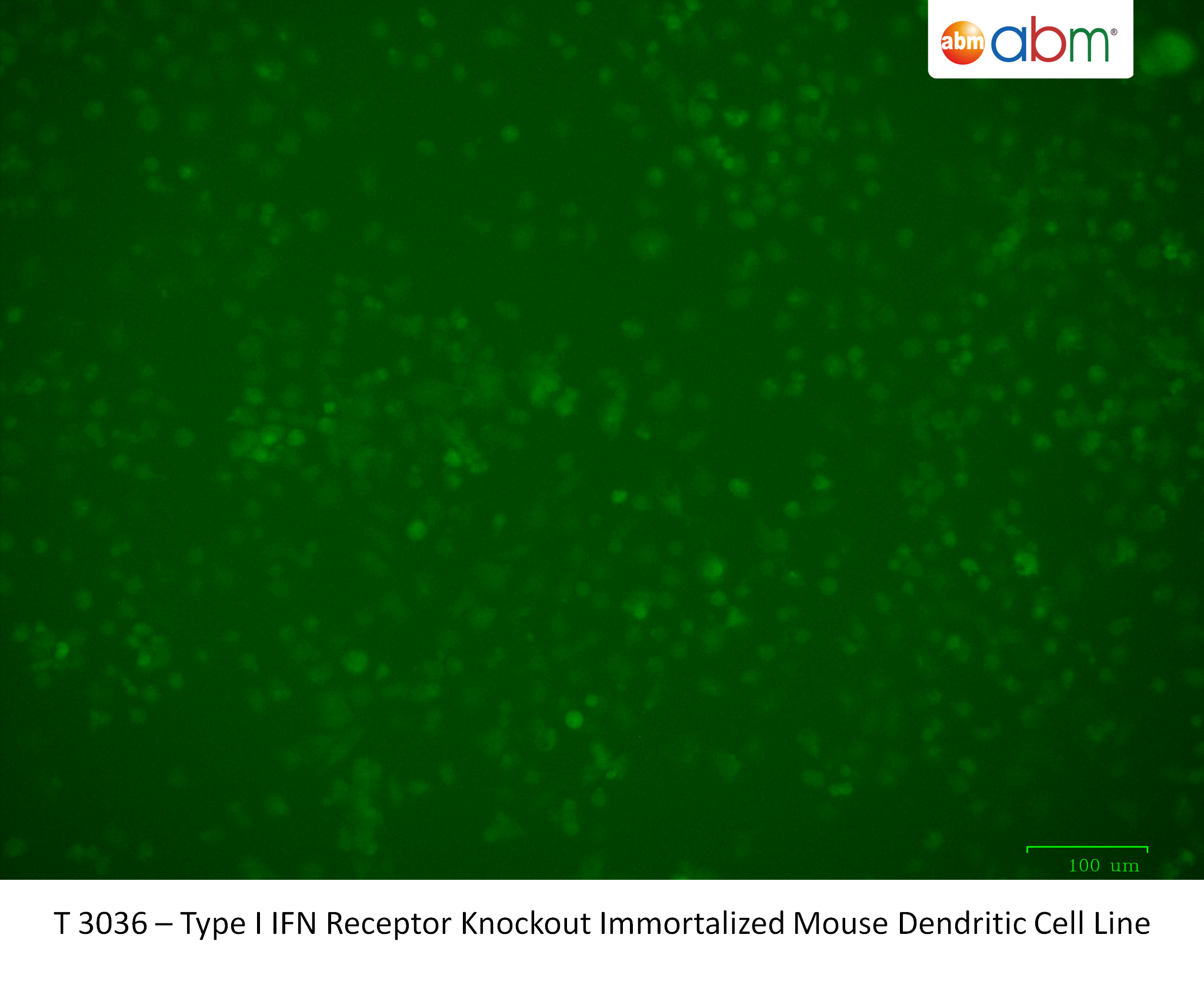 Type I IFN Receptor Knockout Immortalized Mouse Dendritic Cell Line ...