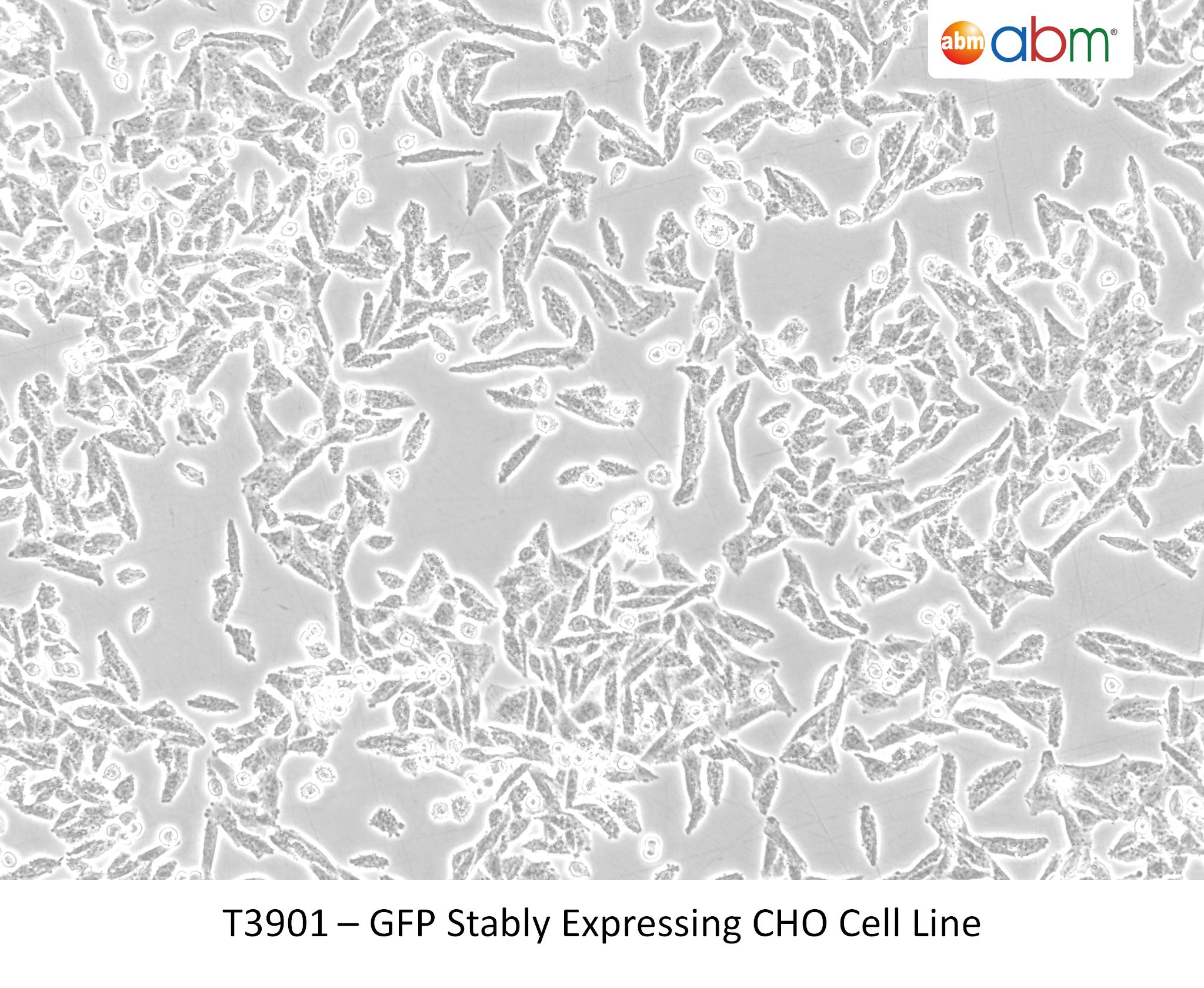 GFP Stably Expressing CHO Cell Line | Applied Biological Materials Inc.