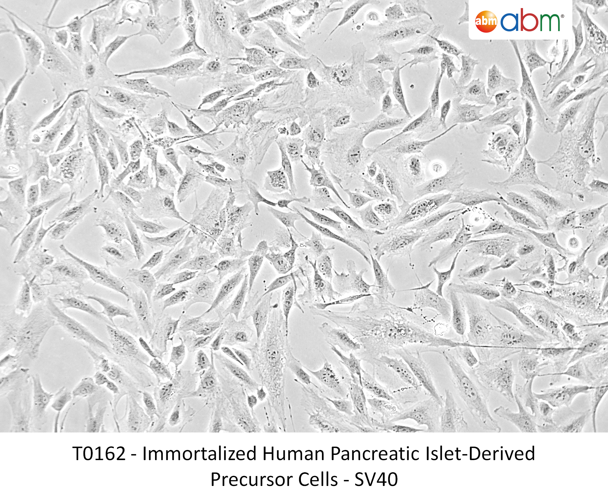 Immortalized Human Pancreatic Islet-Derived Precursor Cells - SV40 ...