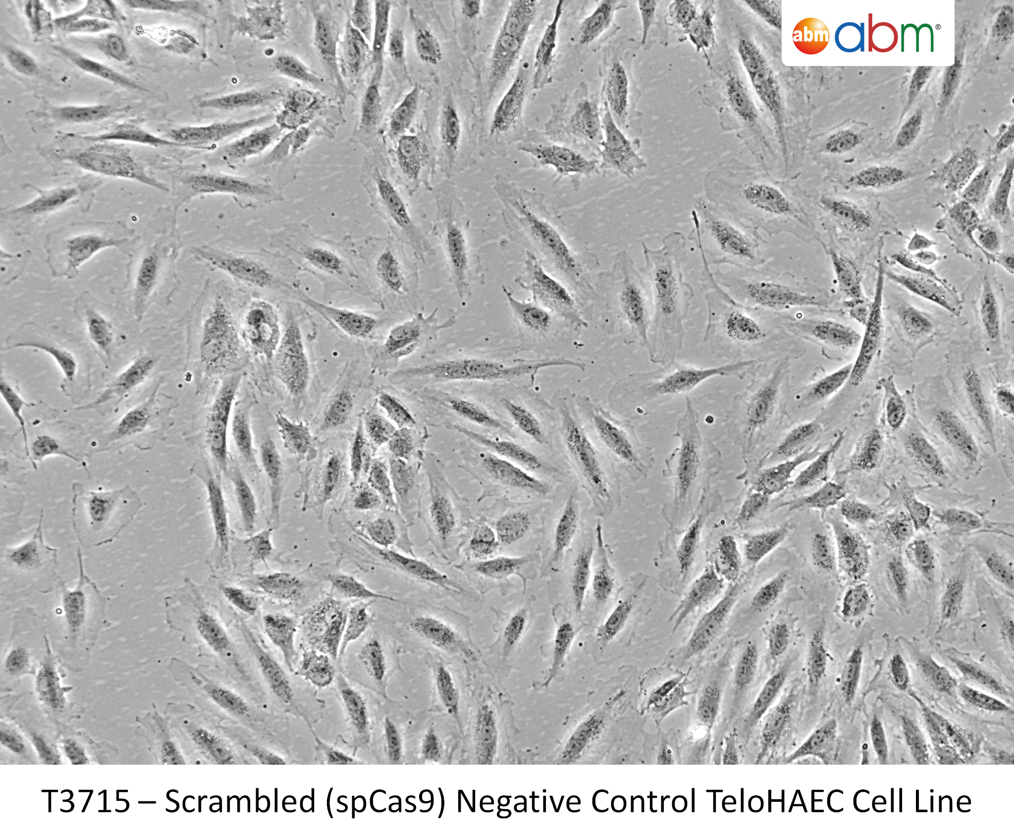 Scrambled (spCas9) Negative Control TeloHAEC Cell Line | Applied ...
