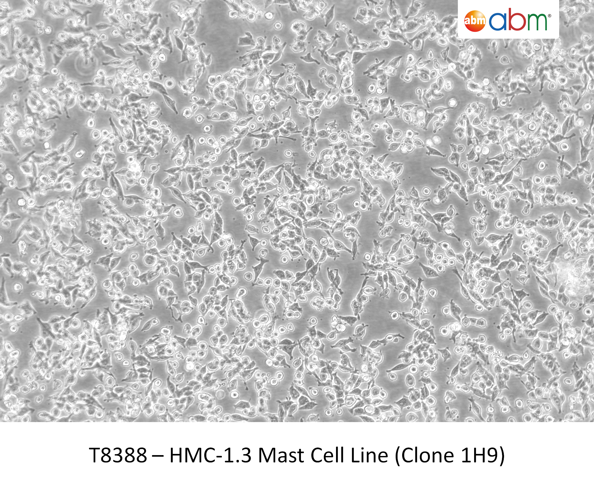 HMC-1.3 Mast Cell Line (Clone 1H9) ; Not capable of histamine release ...