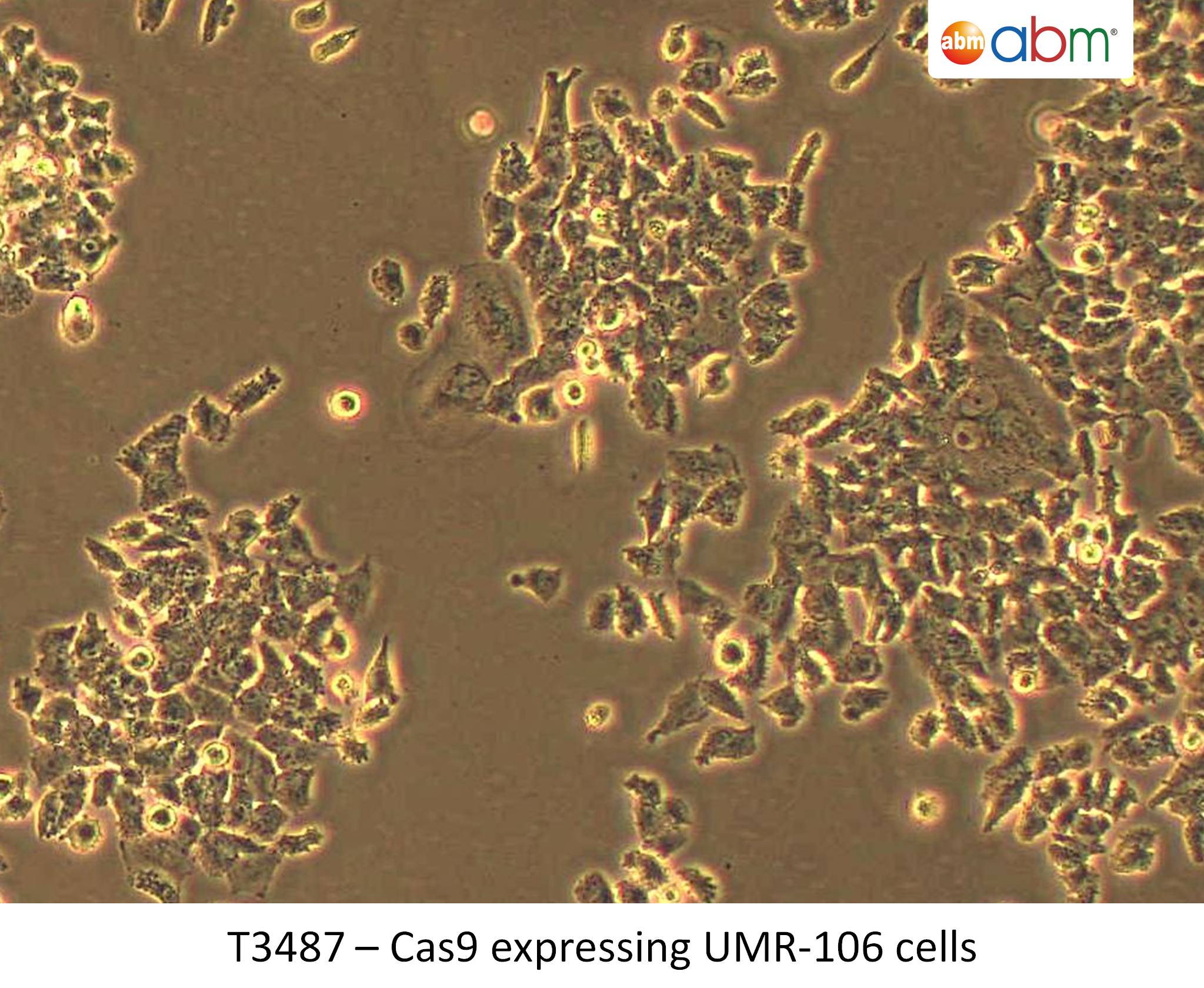 Cas9 Expressing UMR-106 Cell Line | Applied Biological Materials Inc.