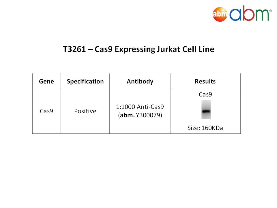 Cas9 Expressing Jurkat Cell Line | Applied Biological Materials Inc.