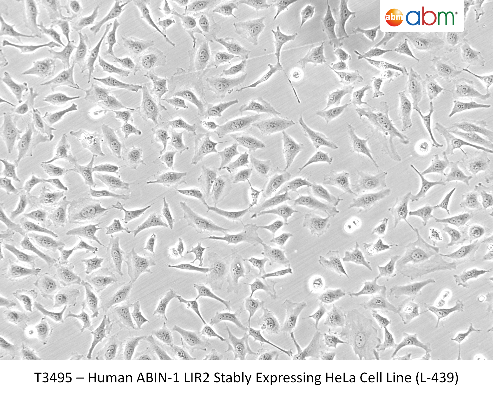 Human ABIN-1 LIR2 Stably Expressing HeLa Cell Line (L-439) | Applied ...