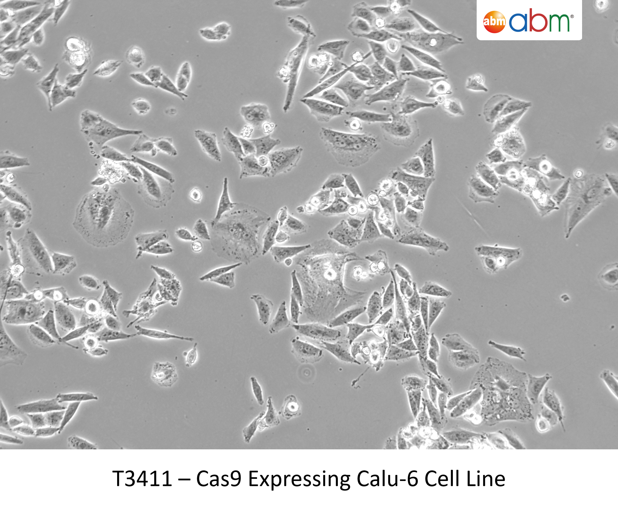 Cas9 Expressing Calu-6 Cell Line | Applied Biological Materials Inc.