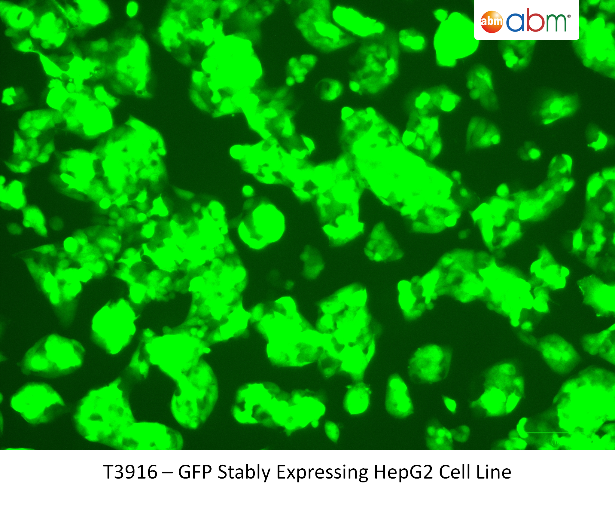 GFP Stably Expressing HepG2 Cell Line | Applied Biological Materials Inc.