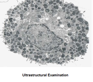 Human Mast Cell Line (LAD2) ; Capable of histamine release ...
