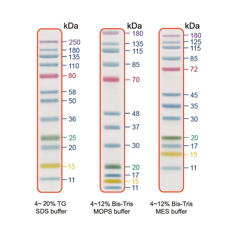 Opti-Protein Rainbow Marker Protein Ladder (11-250 kDa) | G524 ...