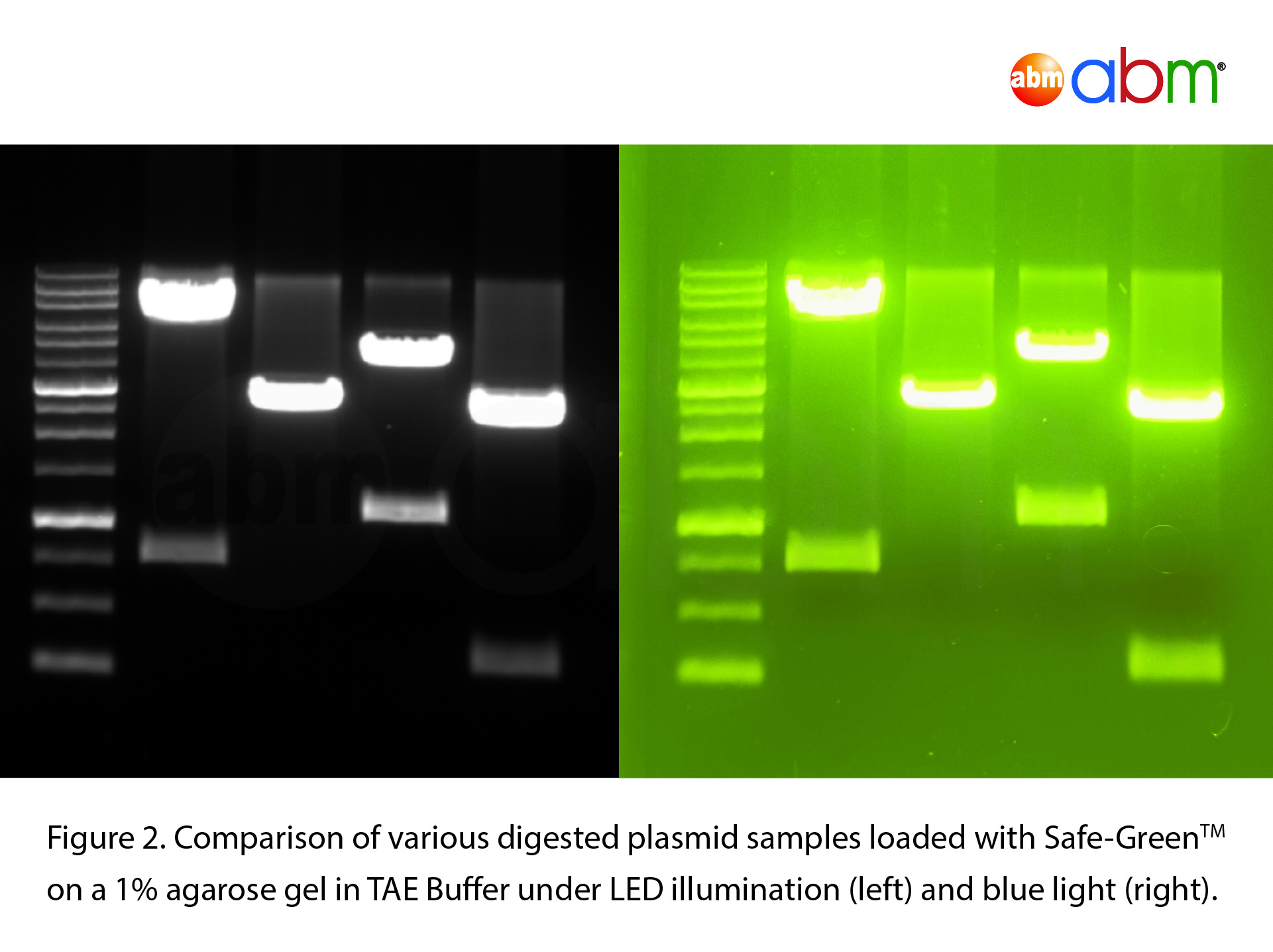 Safe-Green™ Nucleic Acid Gel Stain | Applied Biological Materials Inc.