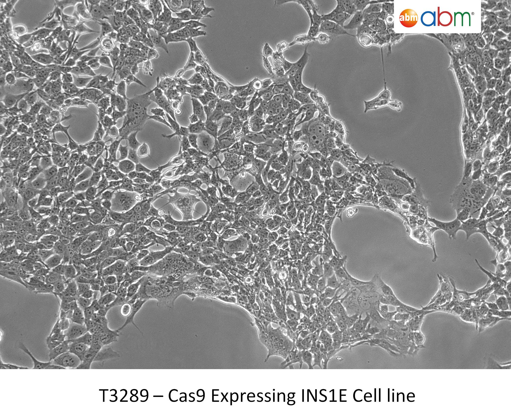Cas9 Expressing INS1E Cell line | Applied Biological Materials Inc.