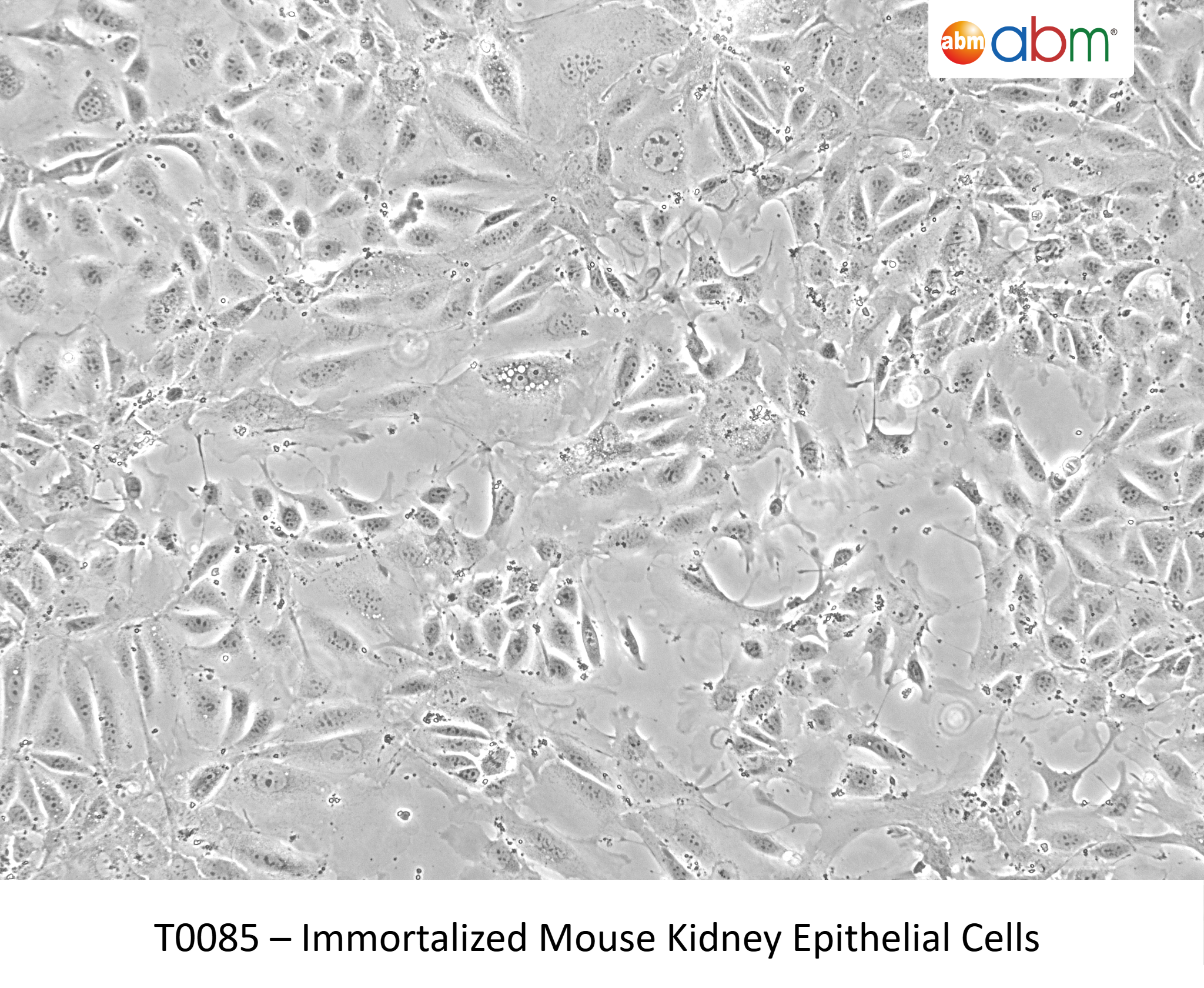 Immortalized Mouse Kidney Epithelial Cells | Applied Biological ...