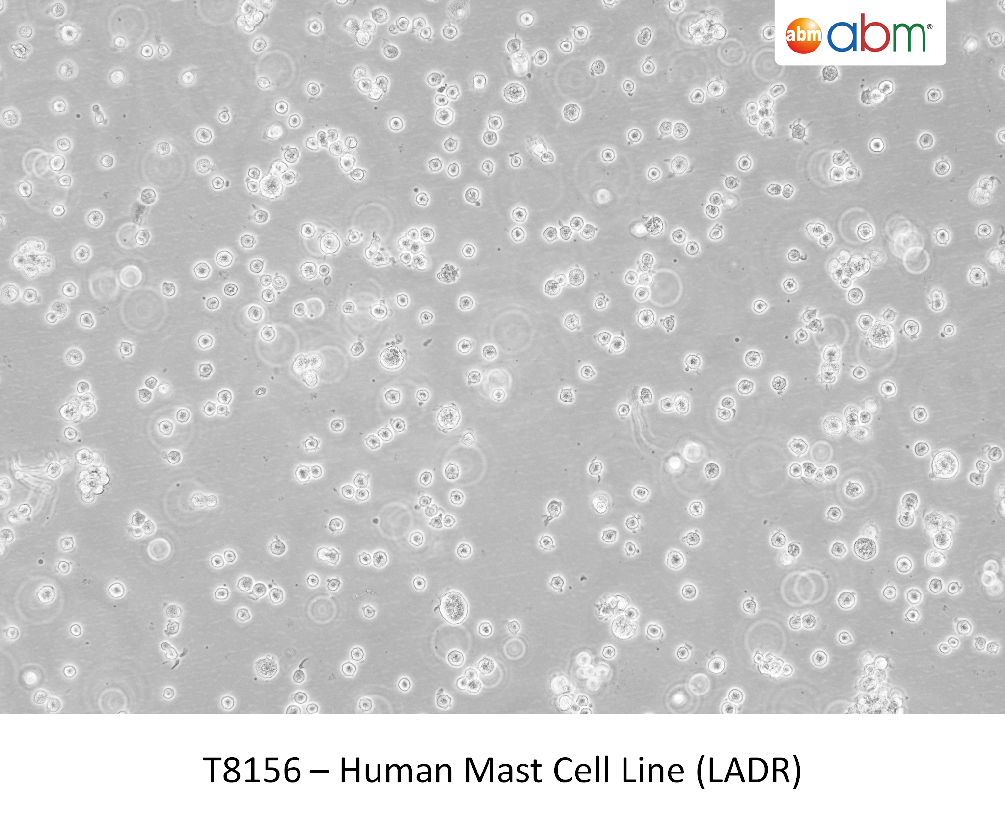 Human Mast Cell Line (LADR) ; Capable of histamine release ...