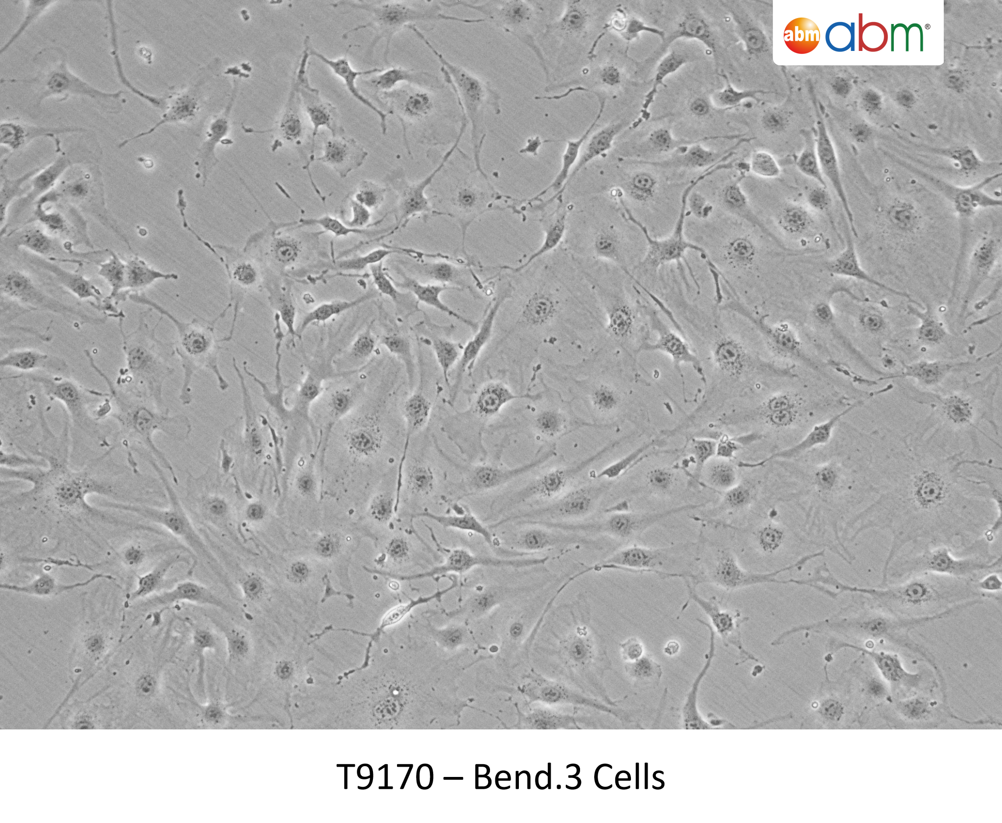 Bend.3 Cells | Applied Biological Materials Inc.