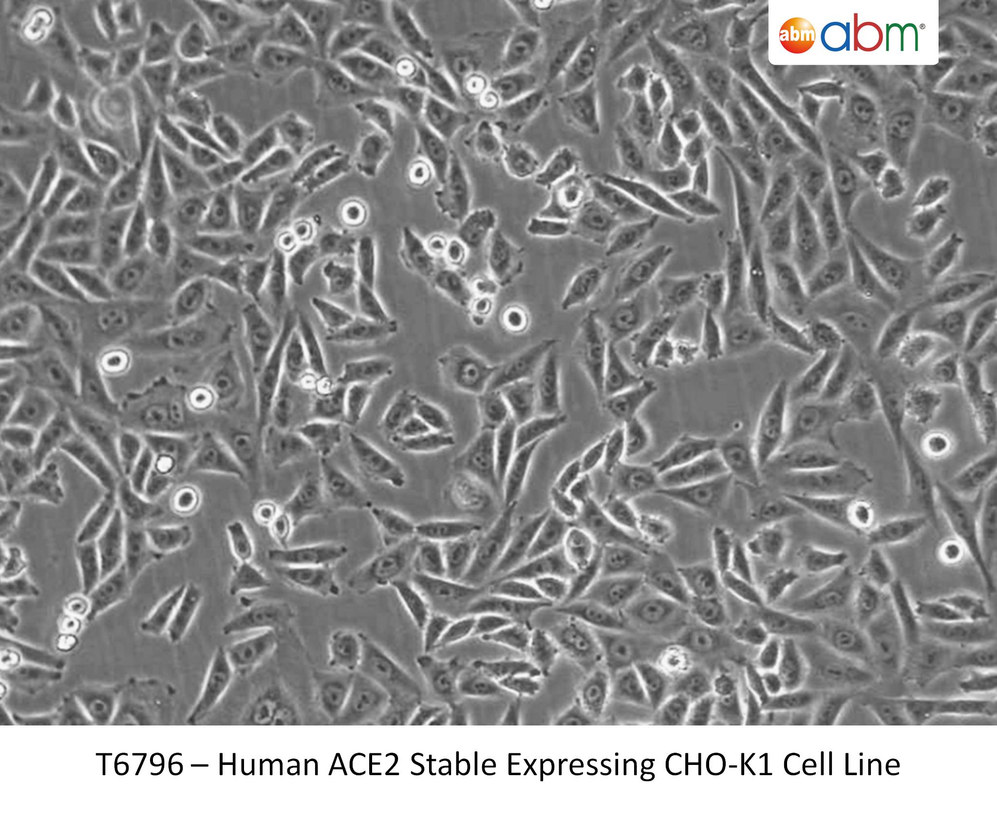 Human ACE2 Stable Expressing CHO-K1 Cell Line | Applied Biological ...