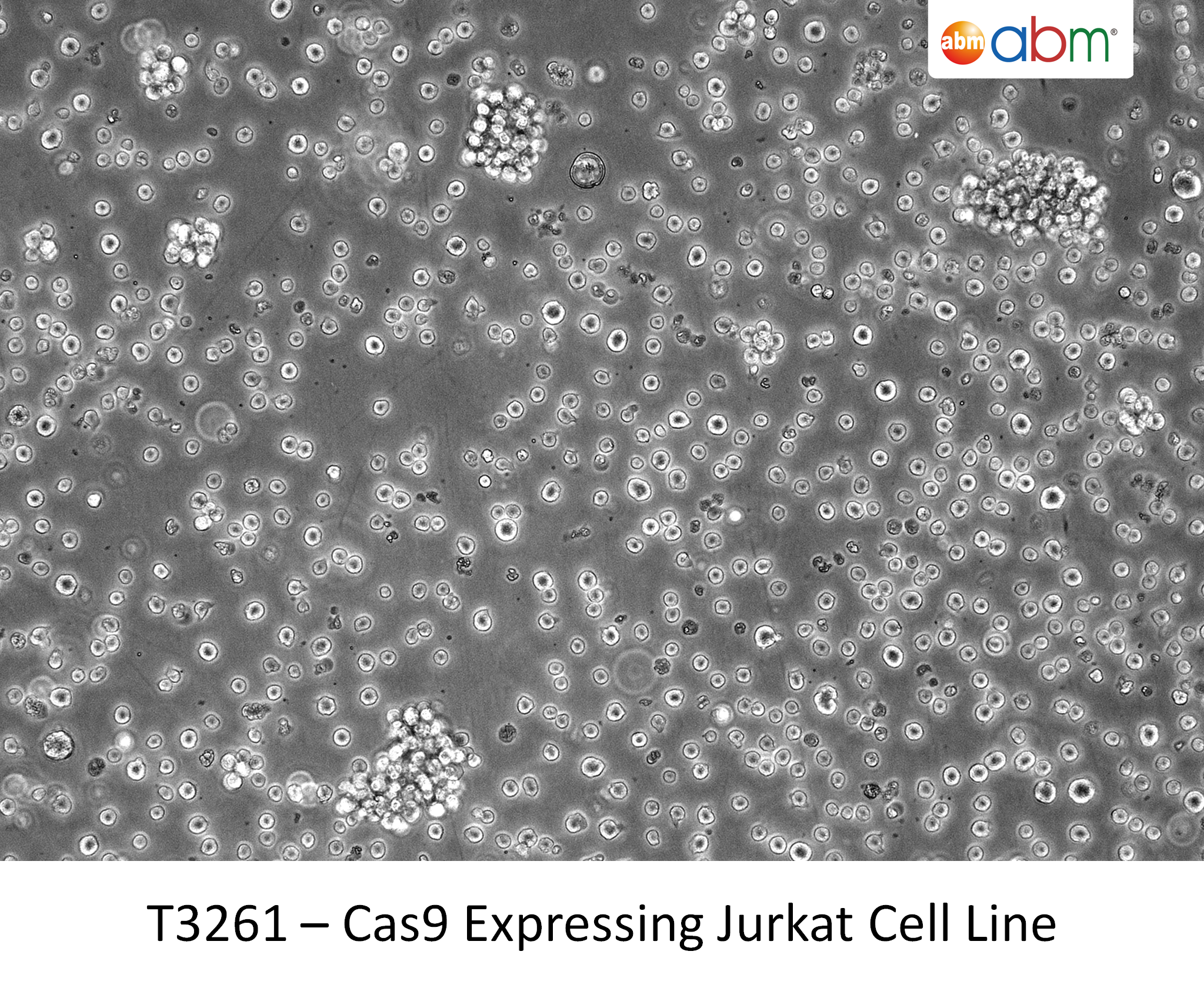 Cas9 Expressing Jurkat Cell Line | Applied Biological Materials Inc.