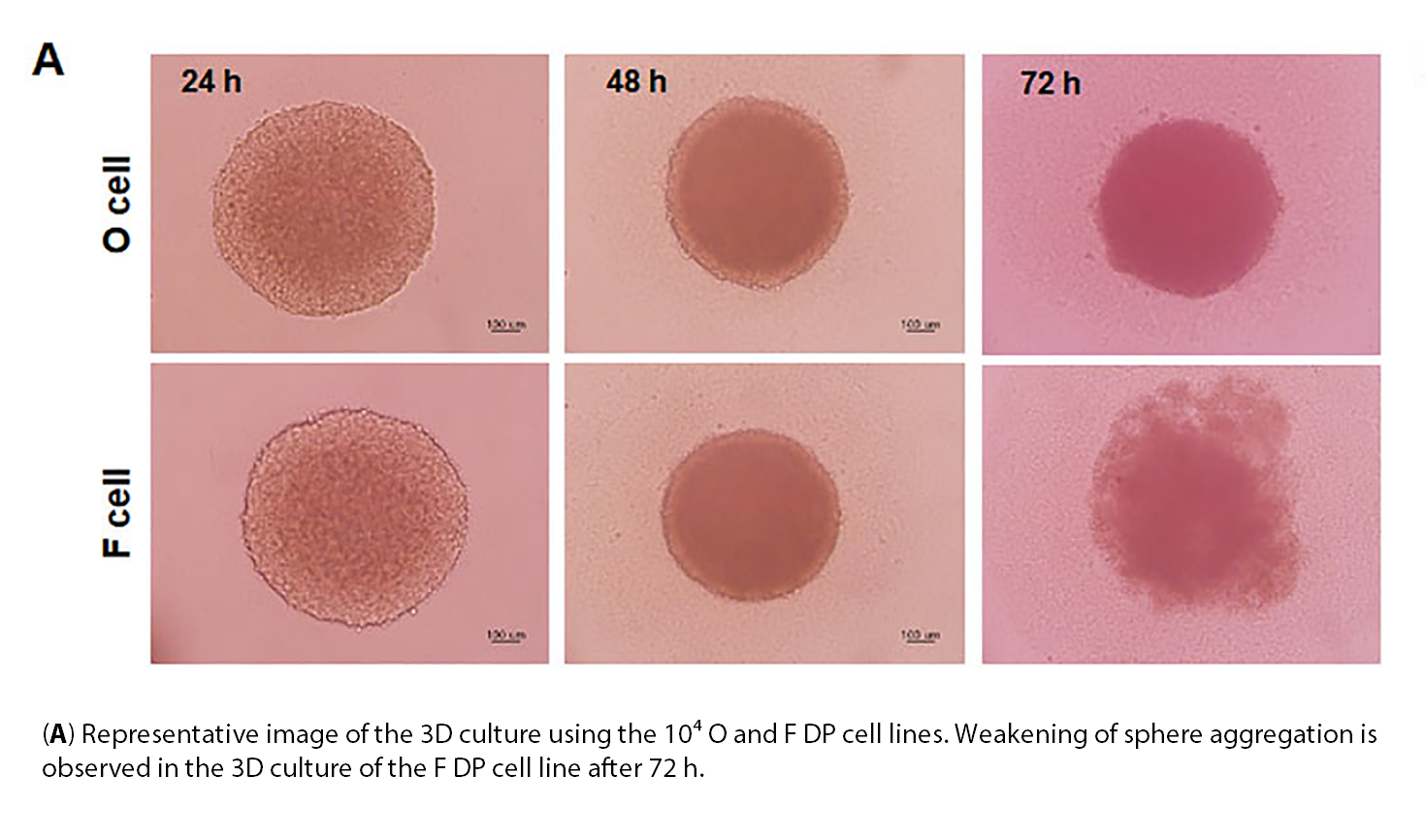 Immortalized Human Frontal Scalp Dermal Papilla Cells (F Clone 1 ...