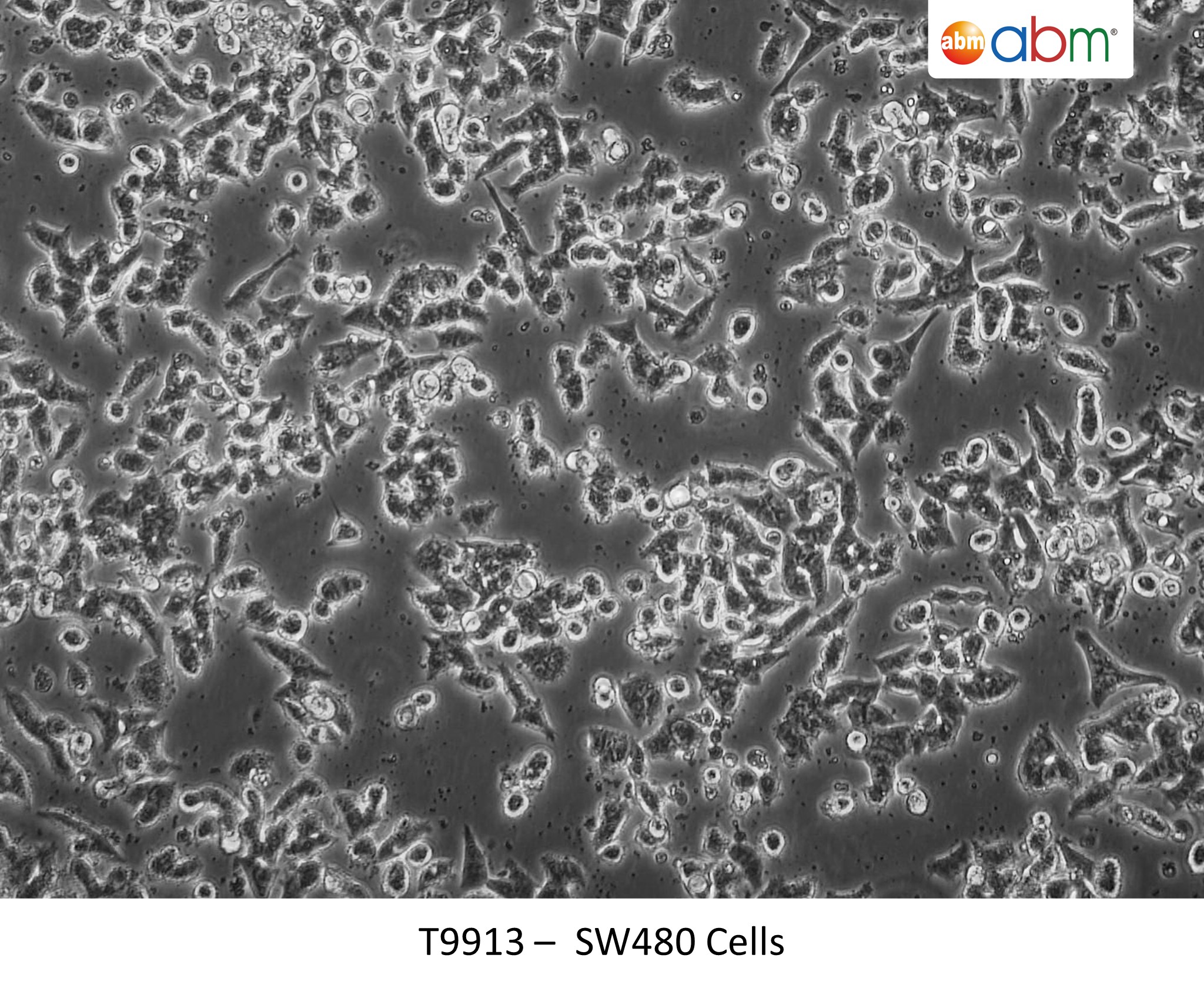 SW480 Cells | Applied Biological Materials Inc.